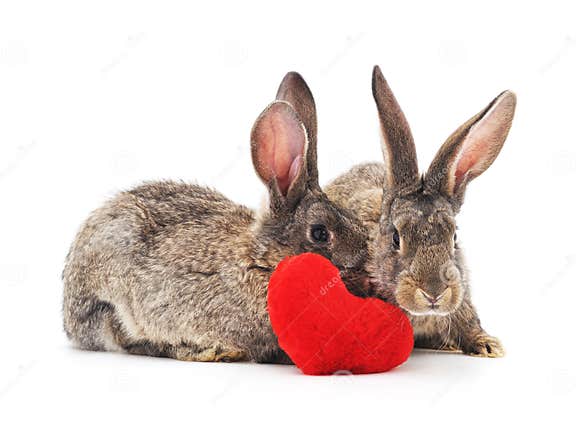 Two rabbits with heart. stock photo. Image of domestic - 108148480