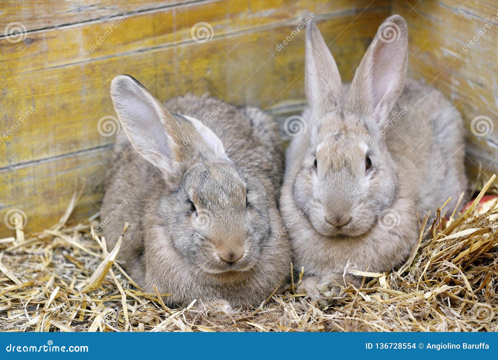 Two Rabbits Heat Up Squatting on the Straw Stock Photo - Image of ...