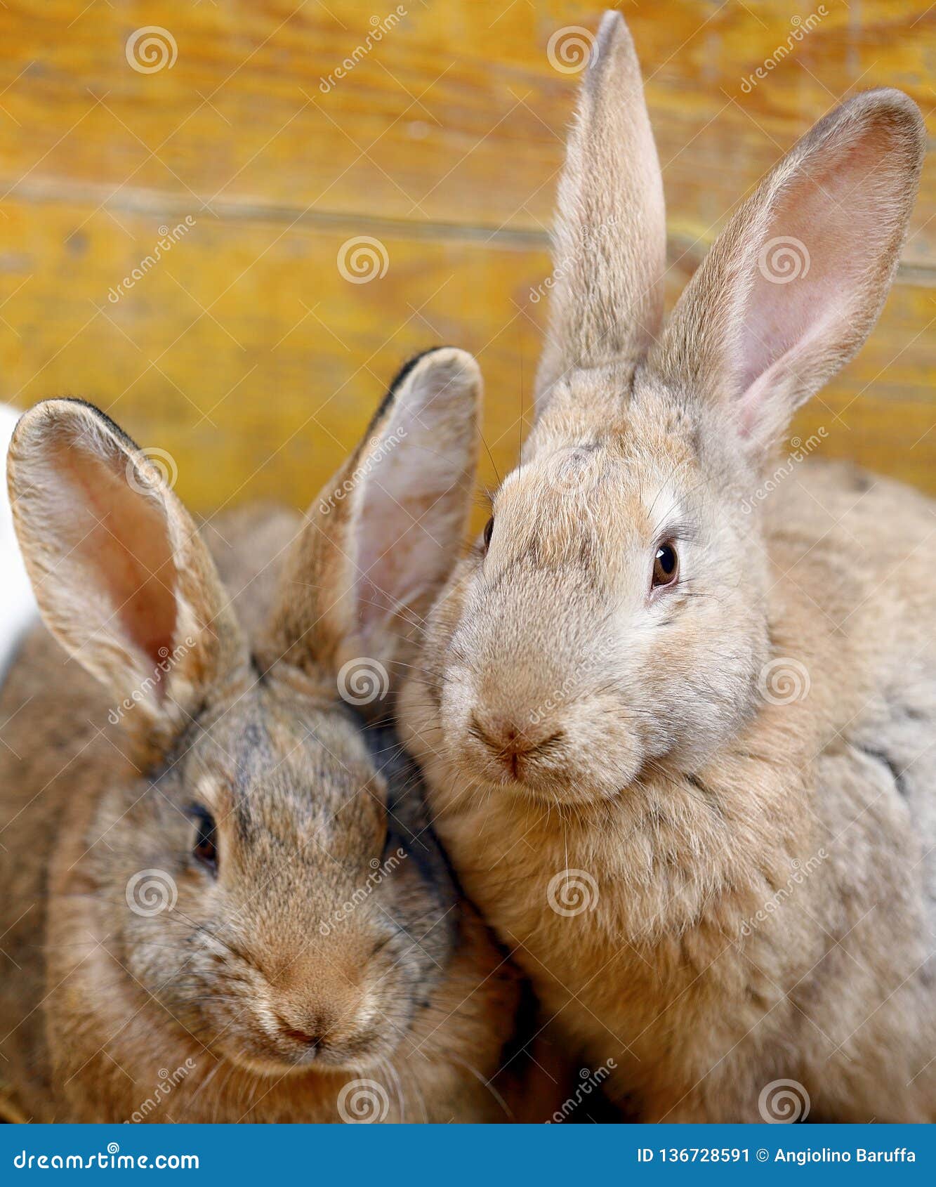 Two Rabbits Heat Up Squatting on the Straw Stock Image - Image of bunny ...