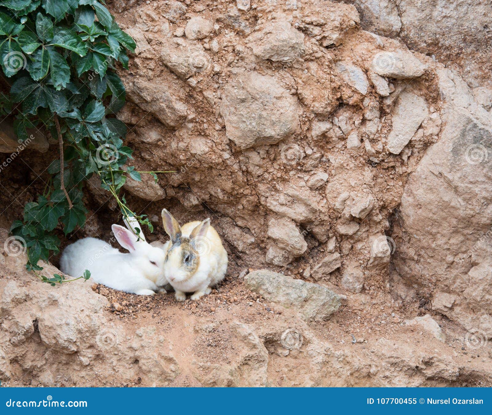 Spotted rabbits. stock image. Image of meadow, green - 107700455