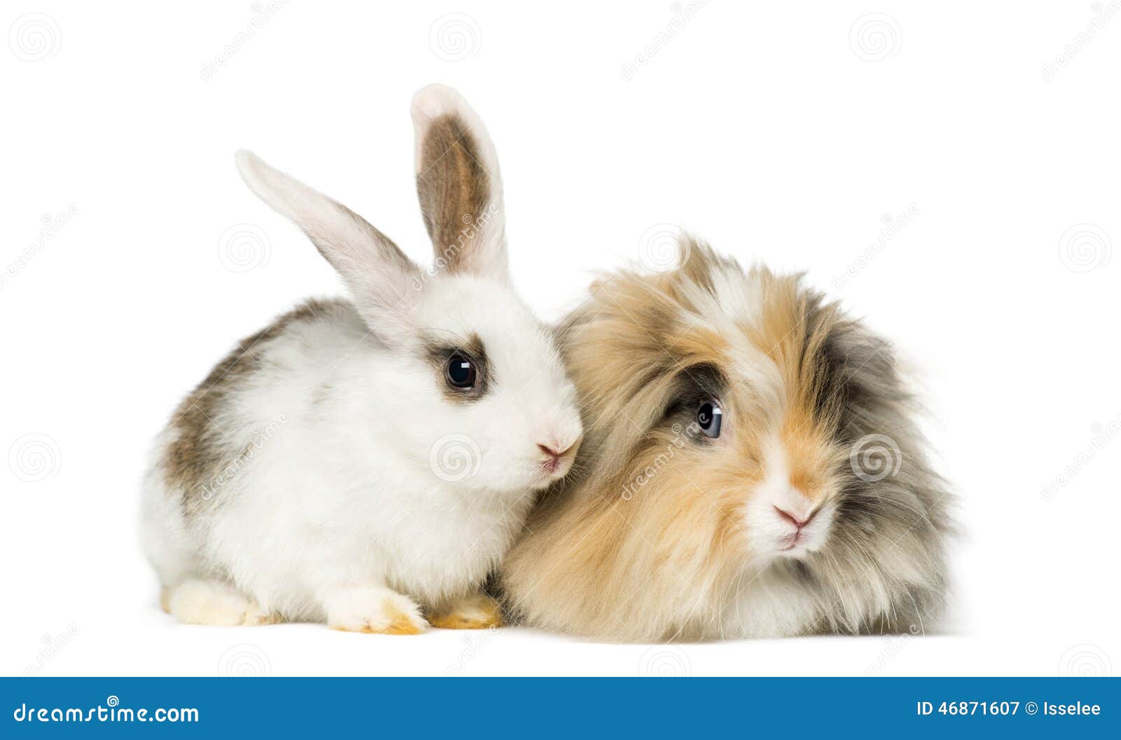 Two rabbits stock image. Image of companionship, white - 46871607