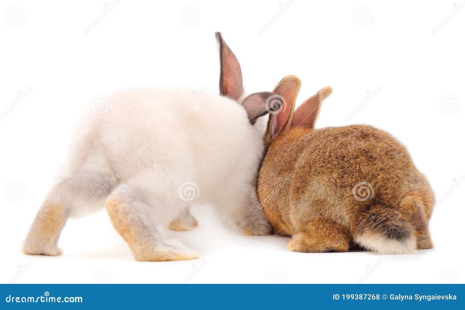 Two rabbits isolated stock photo. Image of close, closeup - 199387268