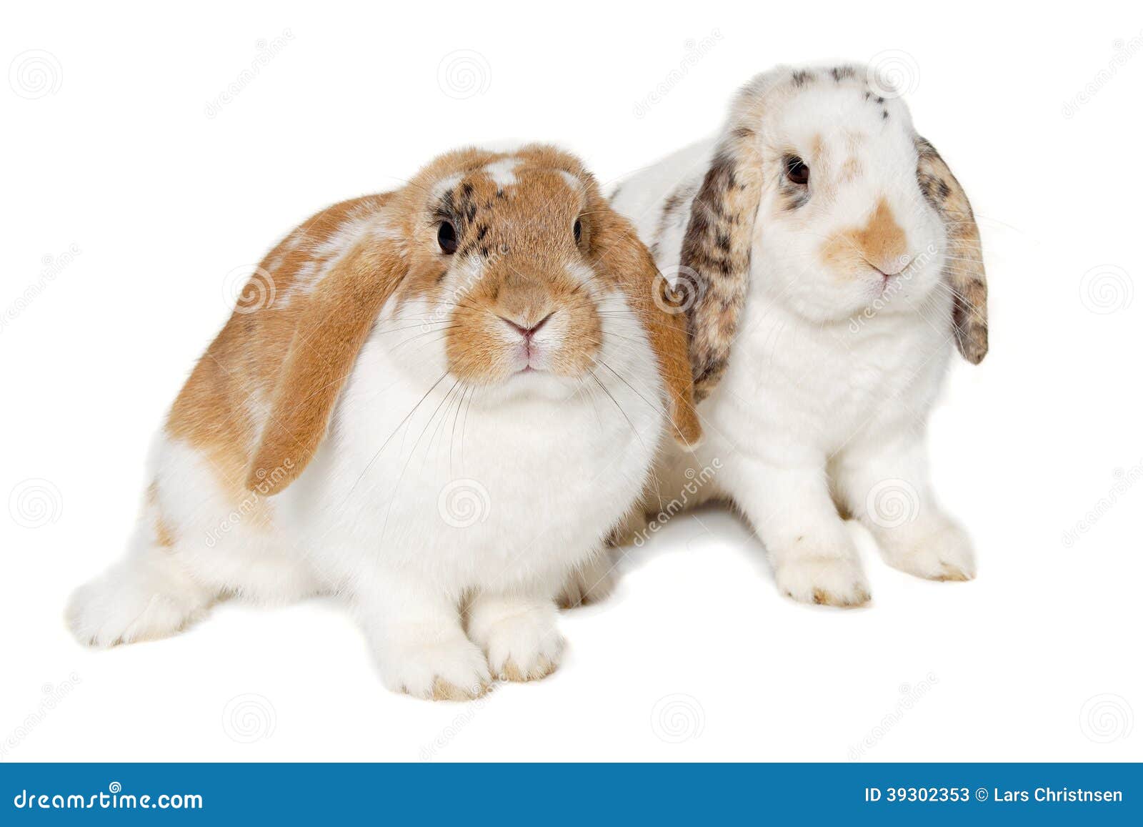 Two Rabbits Isolated On A White Background Stock Image - Image of white ...