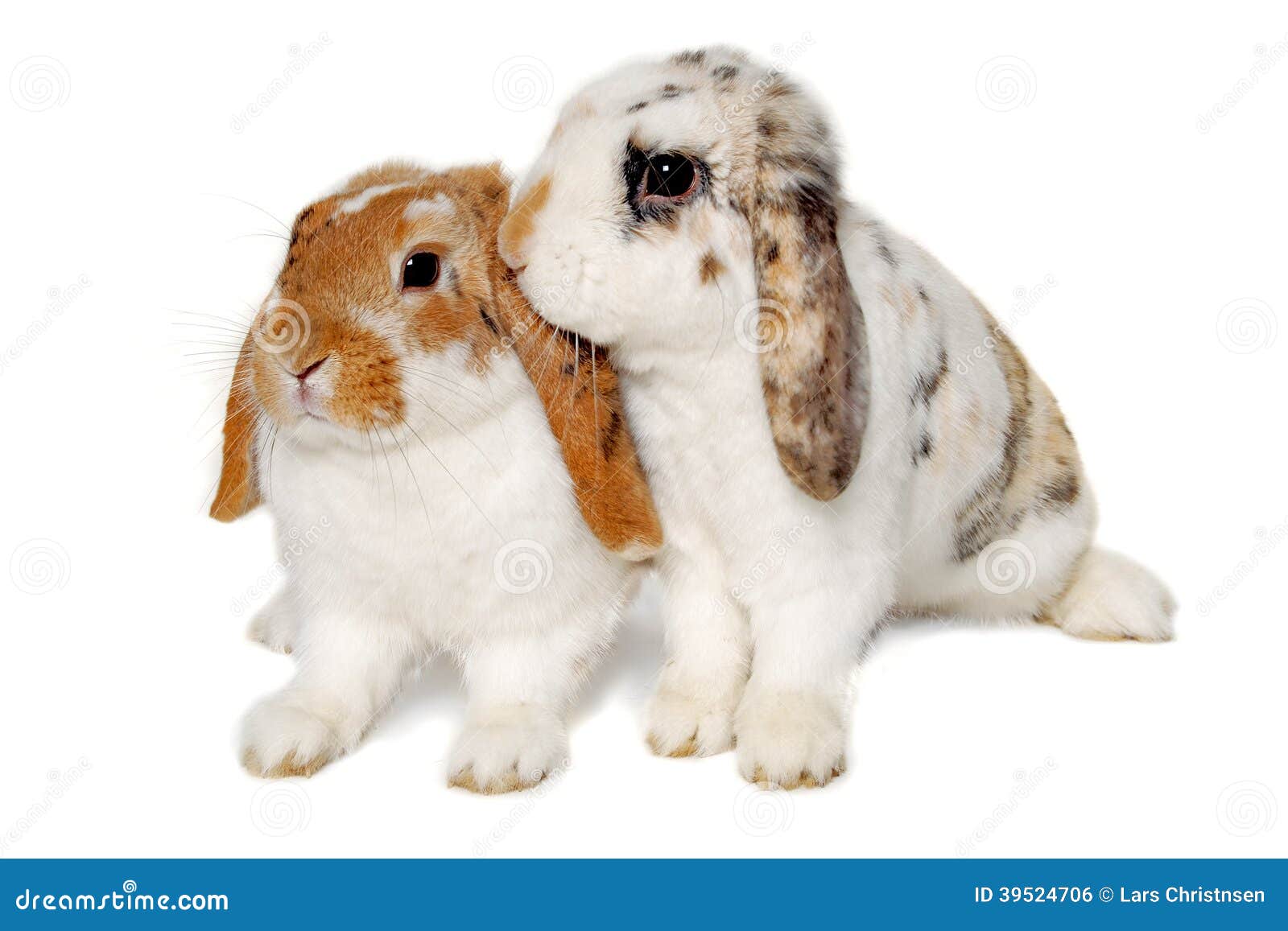 Sad Rabbits Photos - Free & Royalty-Free Stock Photos from Dreamstime