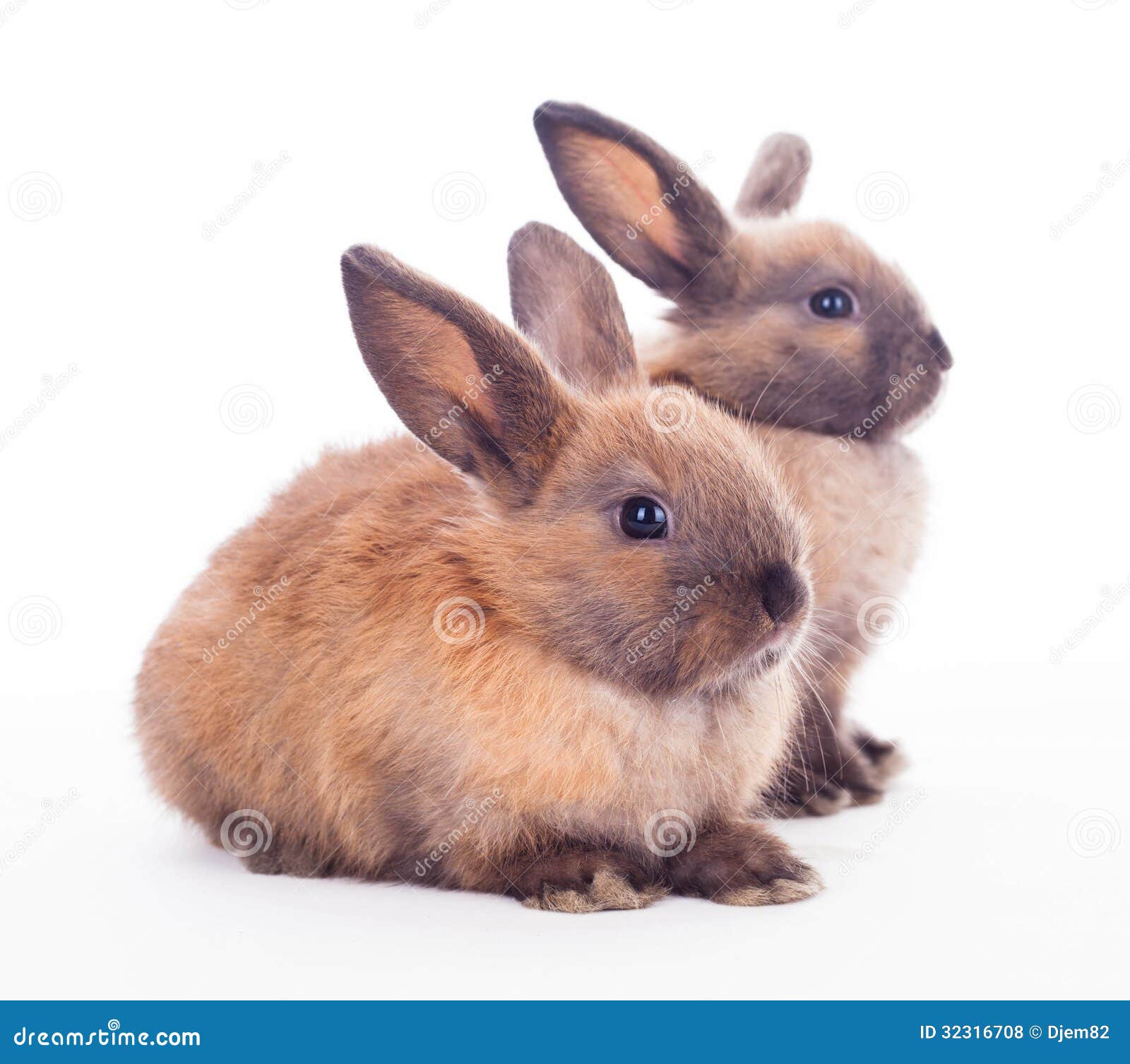 Two Rabbits Isolated On The White. Royalty Free Stock Photos - Image ...