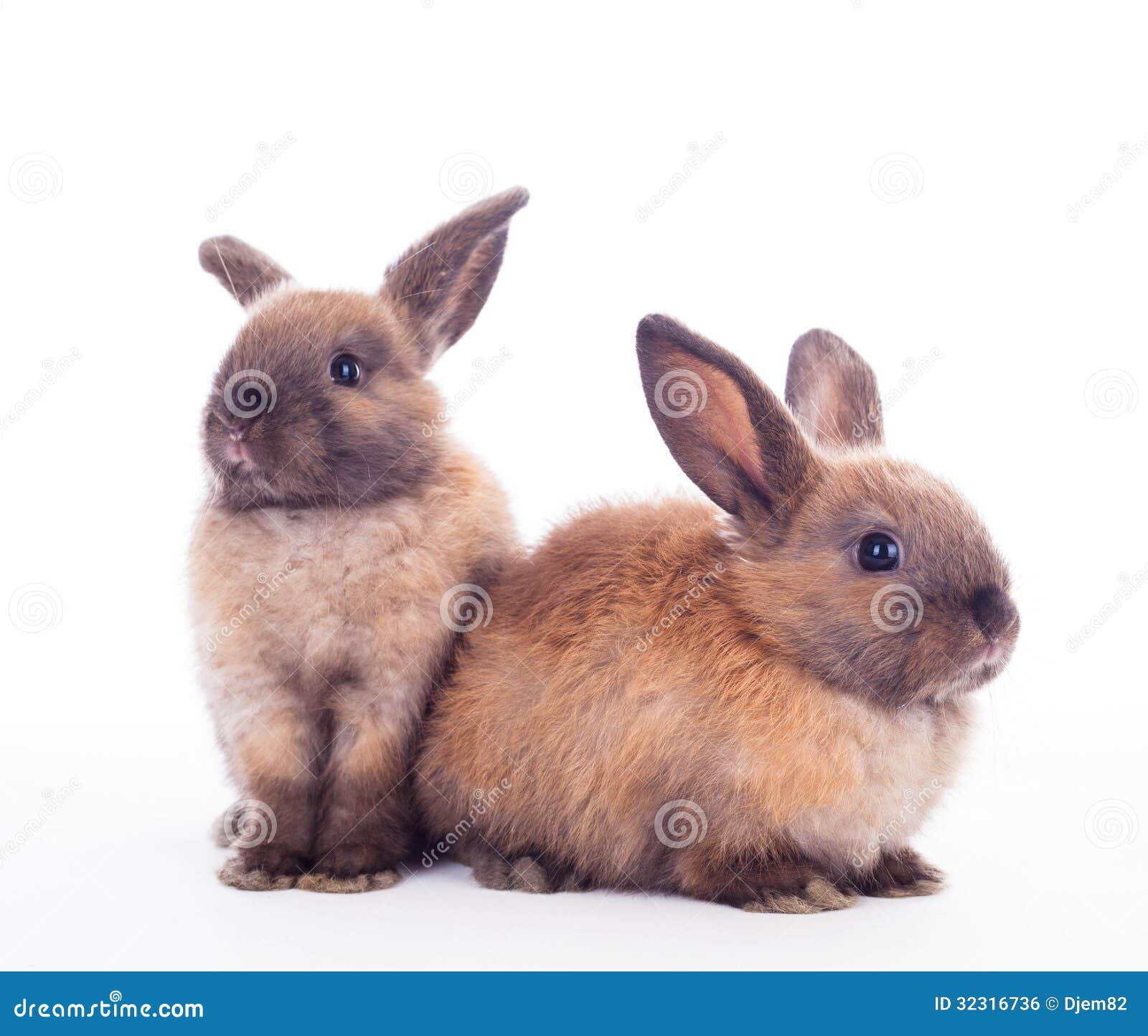 Two Rabbits Isolated on the White. Stock Photo - Image of creature ...