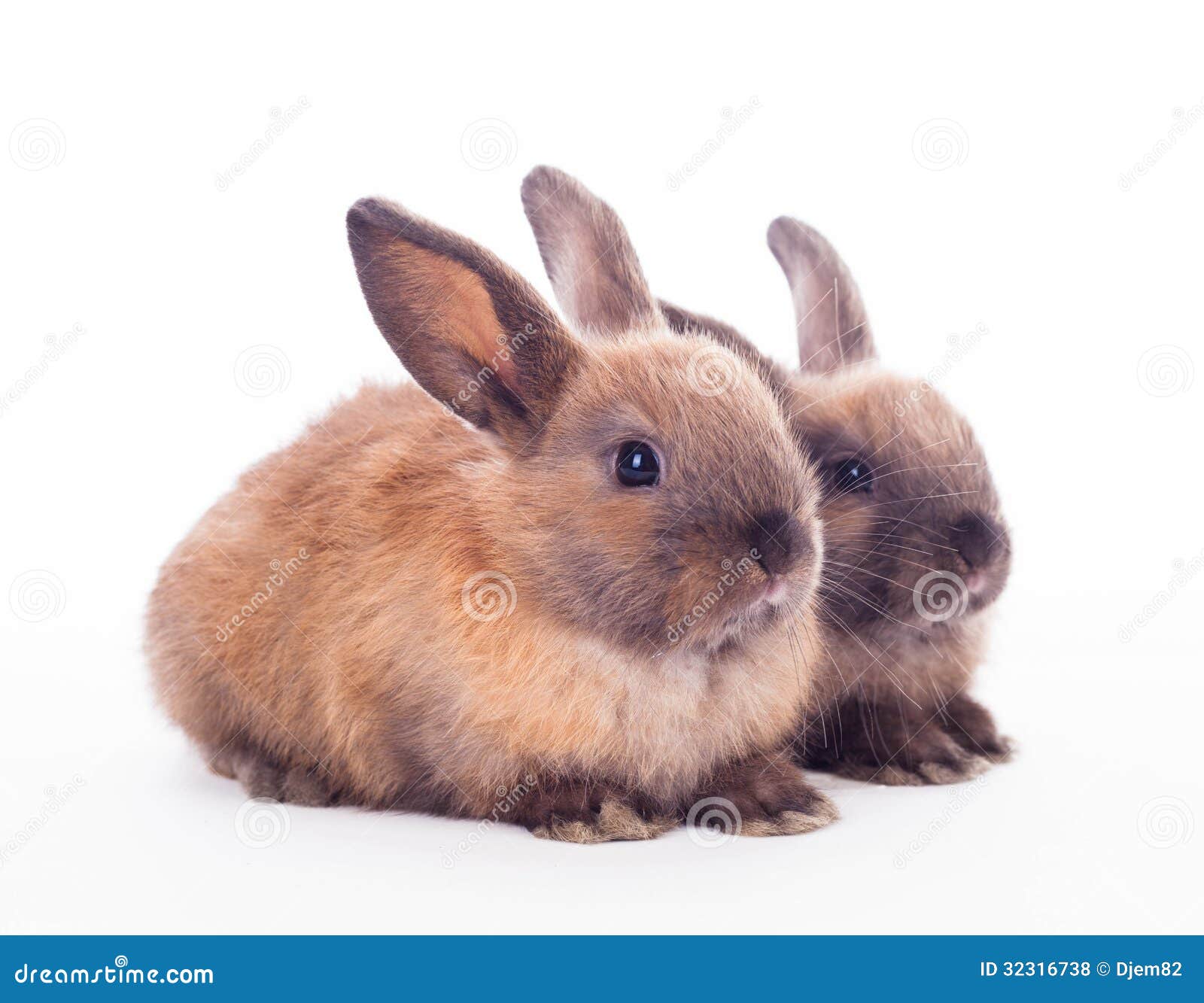 Two Rabbits Isolated on the White. Stock Photo - Image of isolated ...