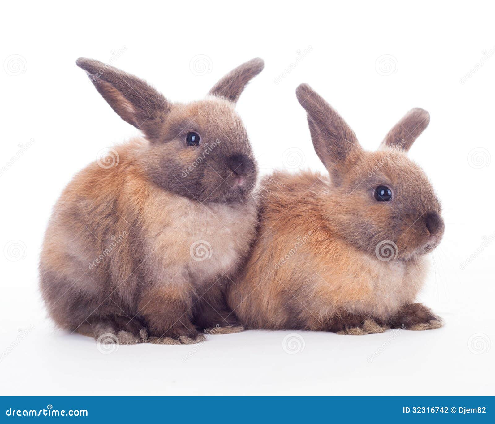 Two Rabbits Isolated on the White. Stock Photo - Image of furry ...