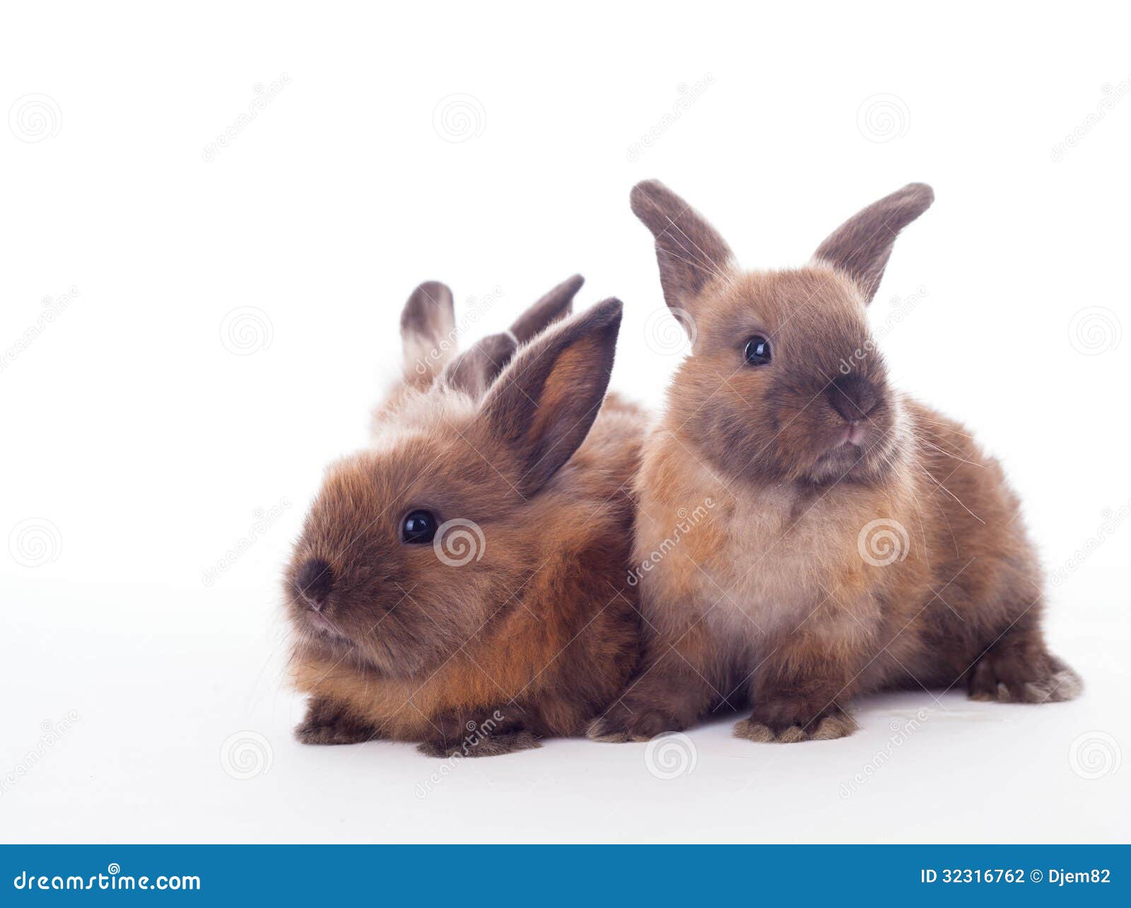 Two Rabbits Isolated on the White. Stock Photo - Image of lying, live ...