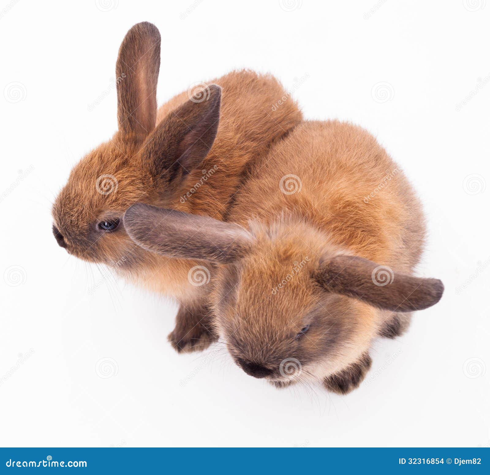 Two Rabbits Isolated on the White. Stock Photo - Image of huddle, furry ...