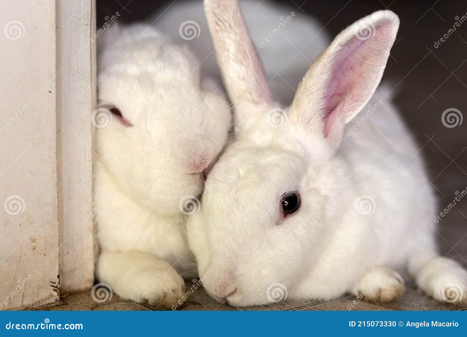 Two Rabbits Lying Close Together. Stock Photo - Image of rabbits ...
