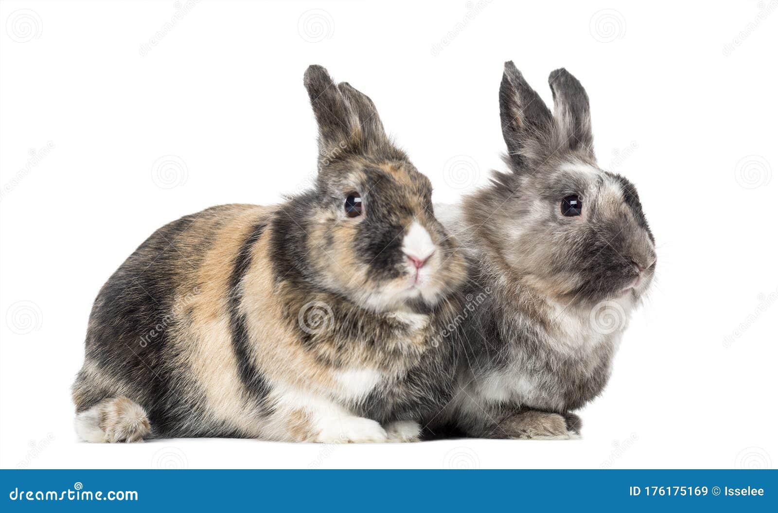 Two Rabbits Lying, Isolated Stock Image - Image of mammal, background ...