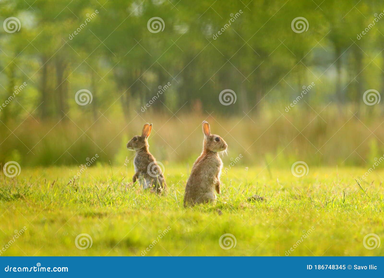 Two Rabbits in Seaton Wetlands Stock Image - Image of grass, meadow ...