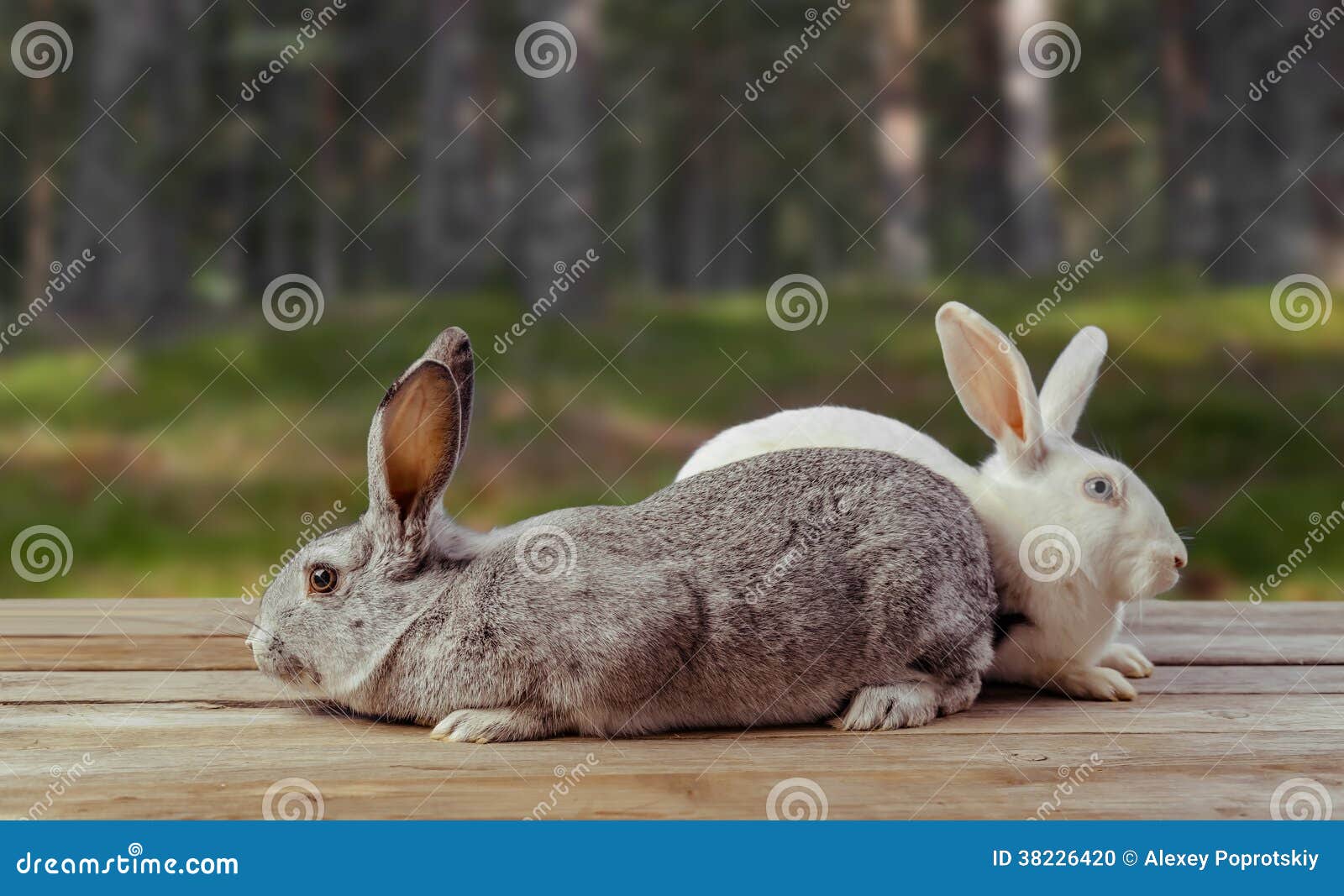 Two Rabbits Sit on a Wooden Table Stock Photo - Image of beautiful ...