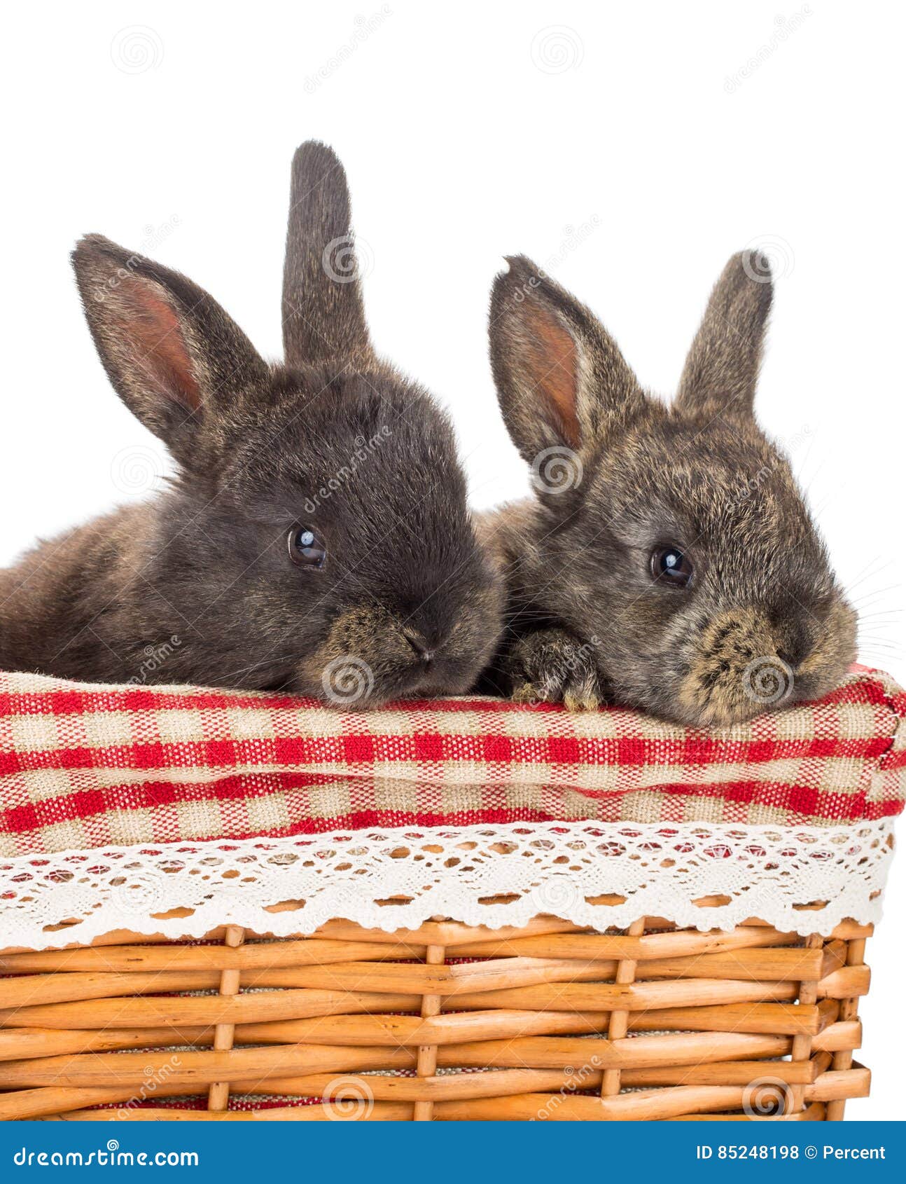Two Rabbits Sitting in Basket Stock Photo - Image of little, cute: 85248198