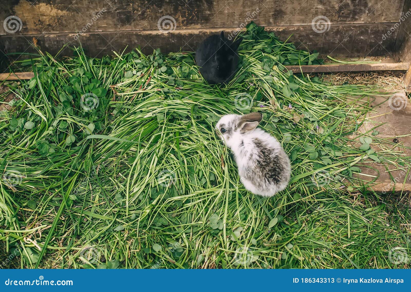 Two Rabbits Sitting on Green Grass. Top View Stock Image - Image of ...