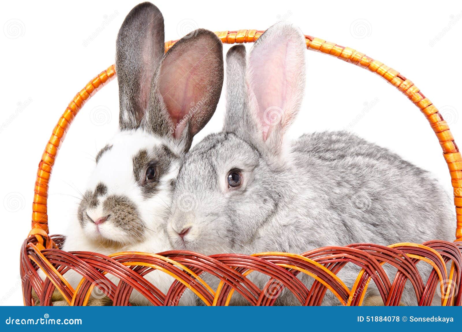 Rabbits Are Sitting In The Basket Royalty-Free Stock Photography ...