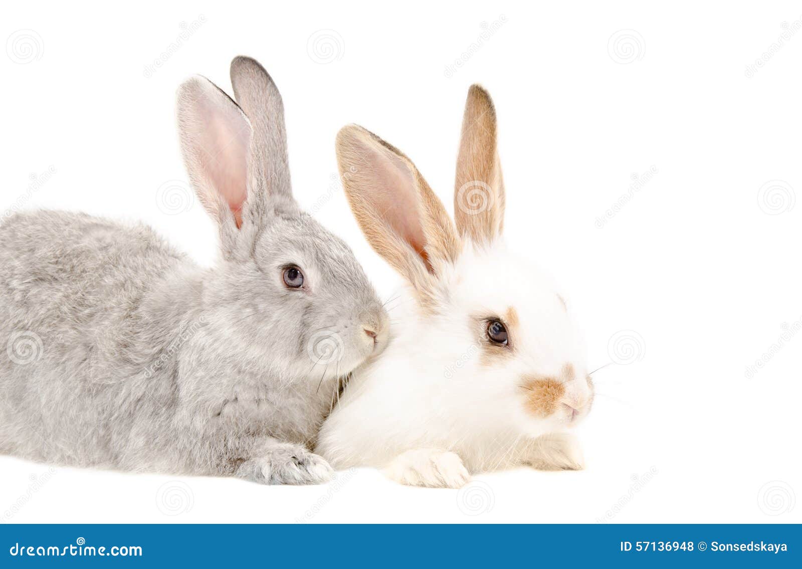 Rabbits Sitting In A Basket Royalty-Free Stock Photography ...