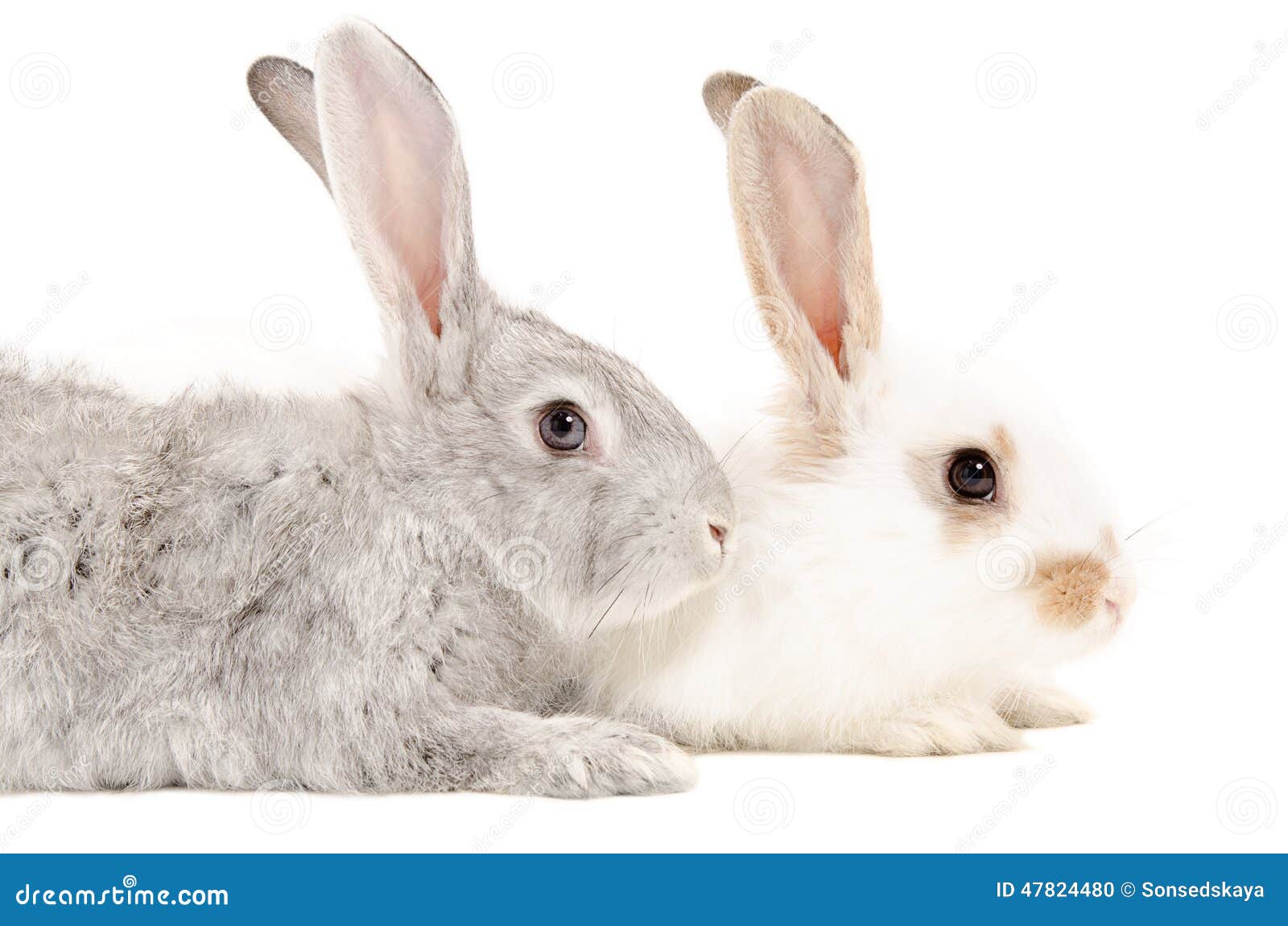 Two rabbits stock photo. Image of little, child, background - 47824480