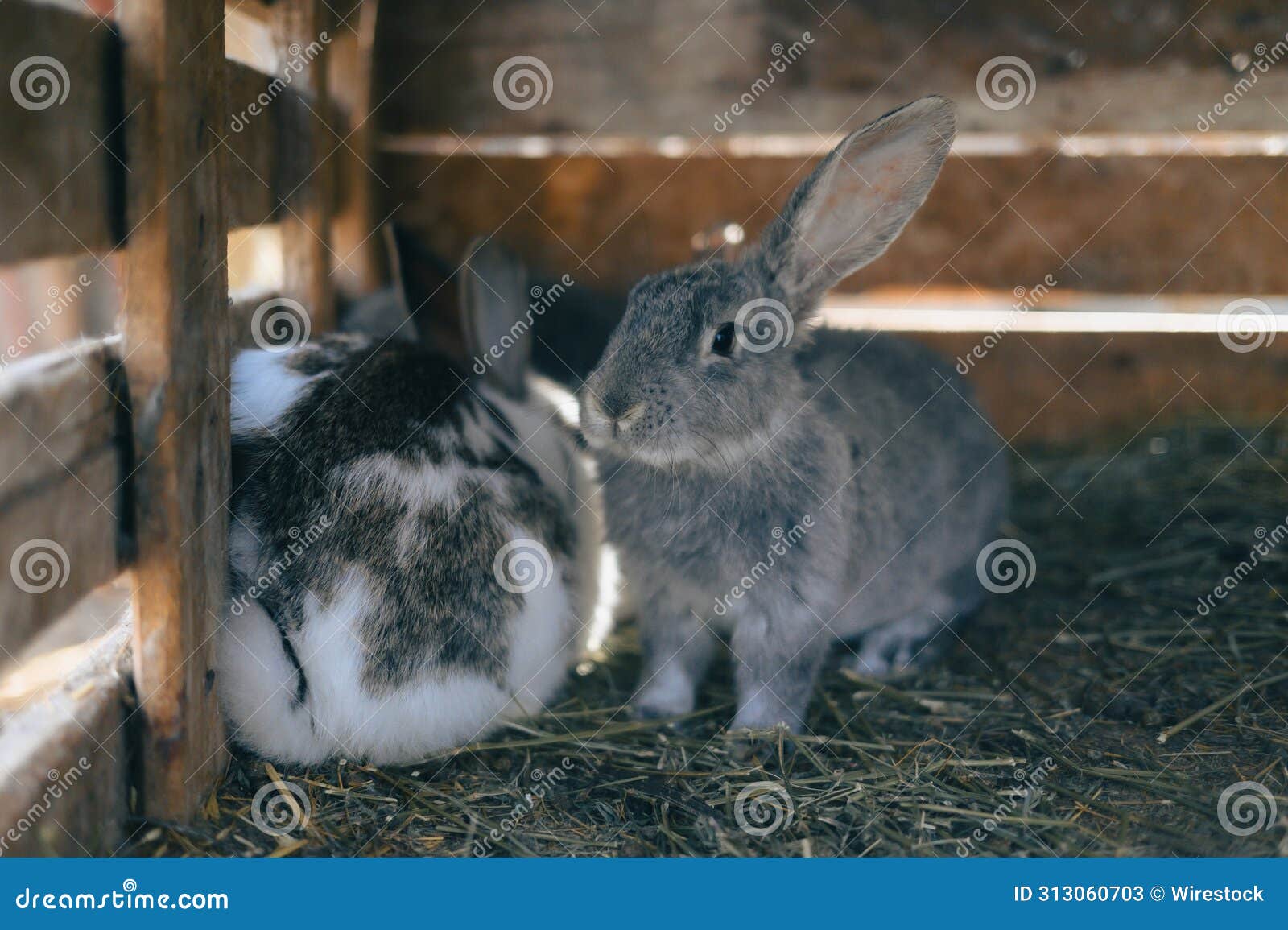 The Two Rabbits are Together in the Hut Together on Hay Stock Image ...