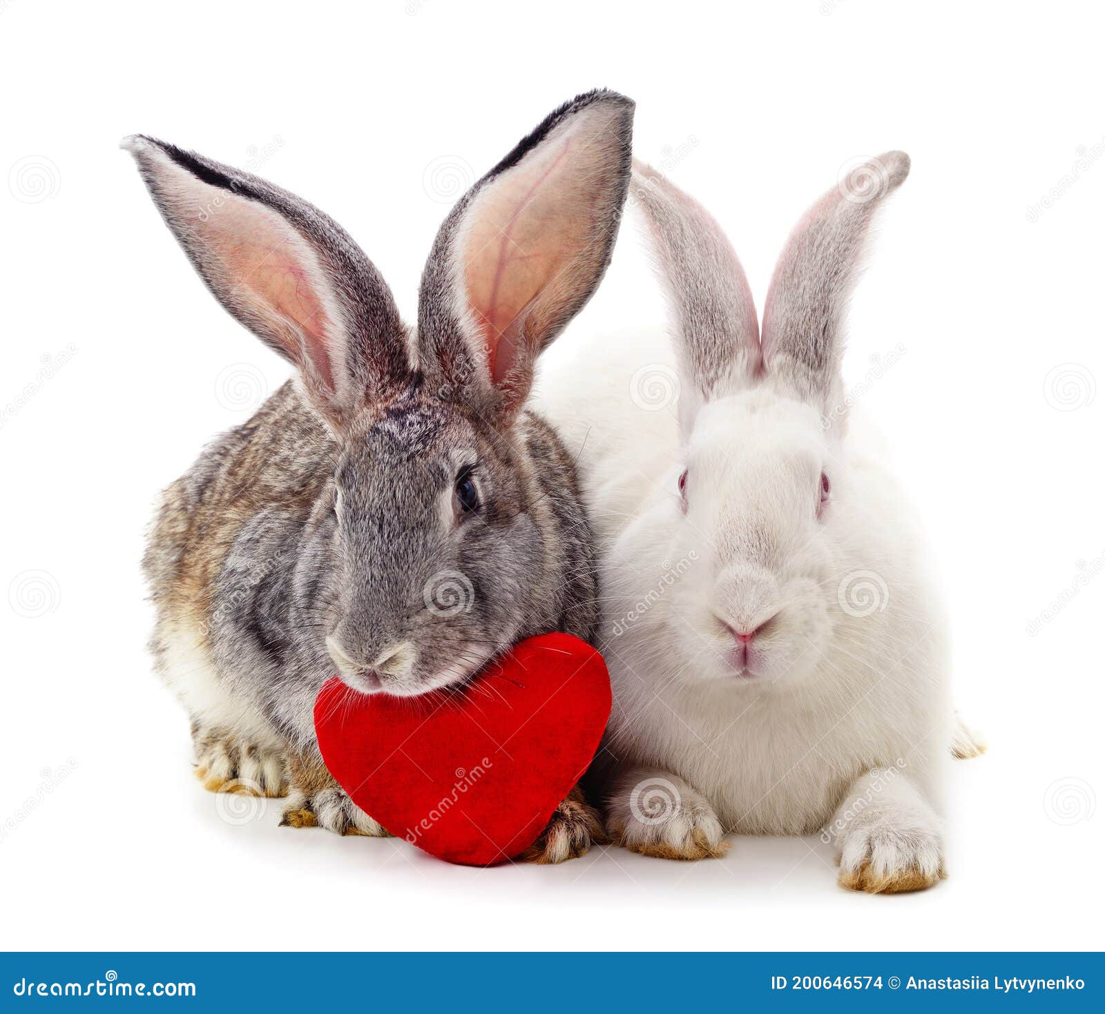 Two rabbits with toy heart stock photo. Image of valentines - 200646574
