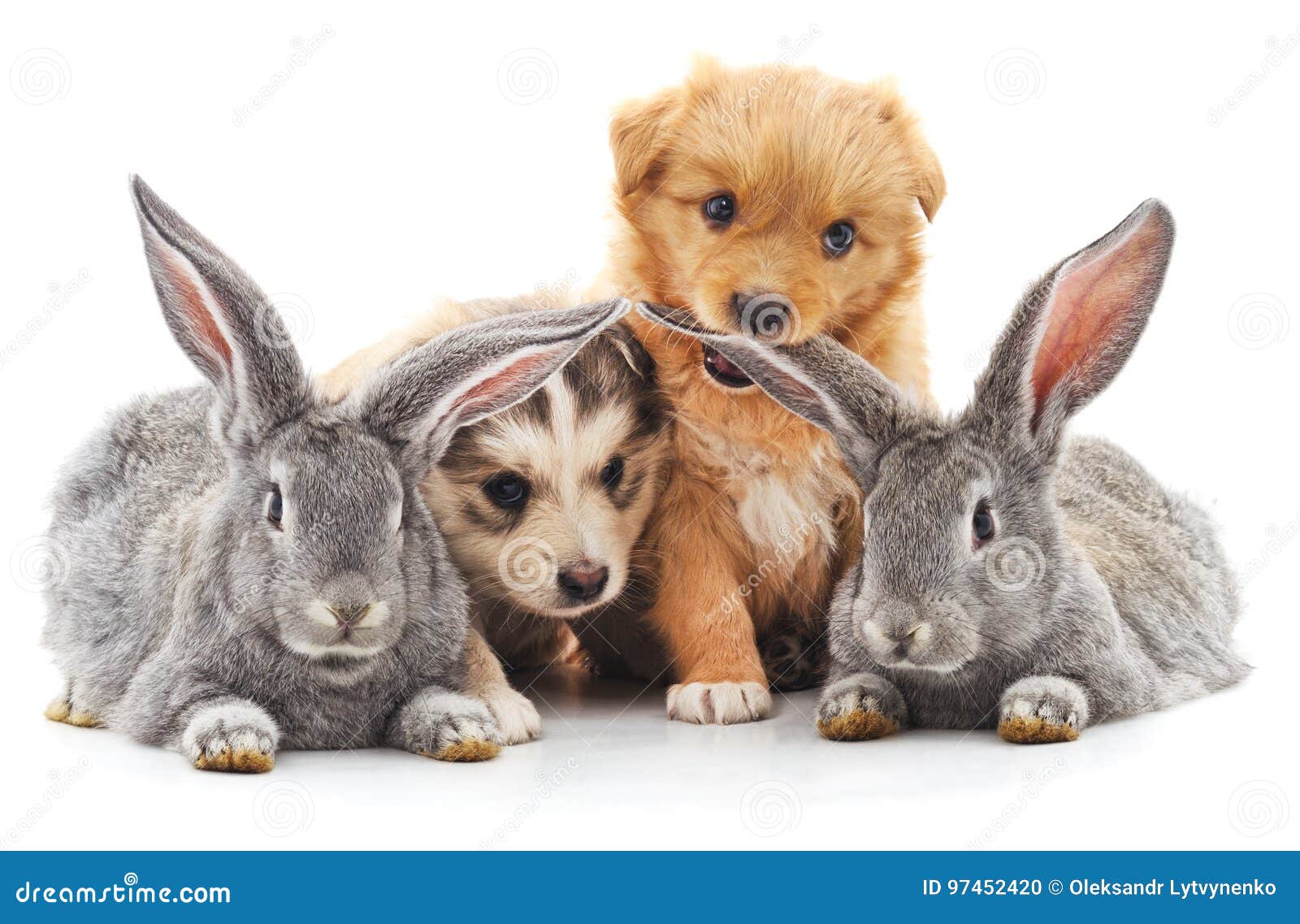 359 Purebred Rabbits Stock Photos - Free & Royalty-Free Stock Photos ...
