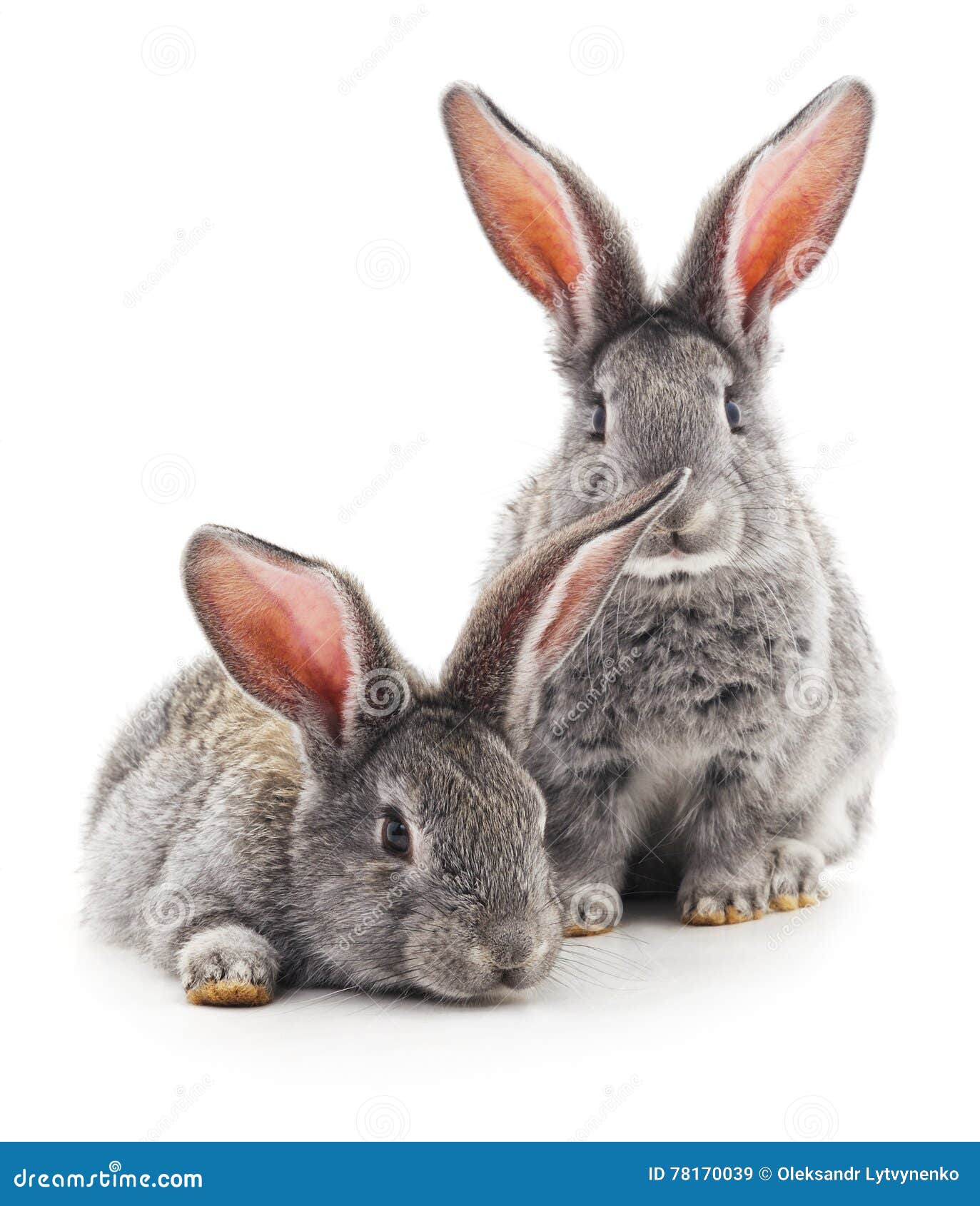 Two rabbits. stock image. Image of female, beauty, small - 78170039
