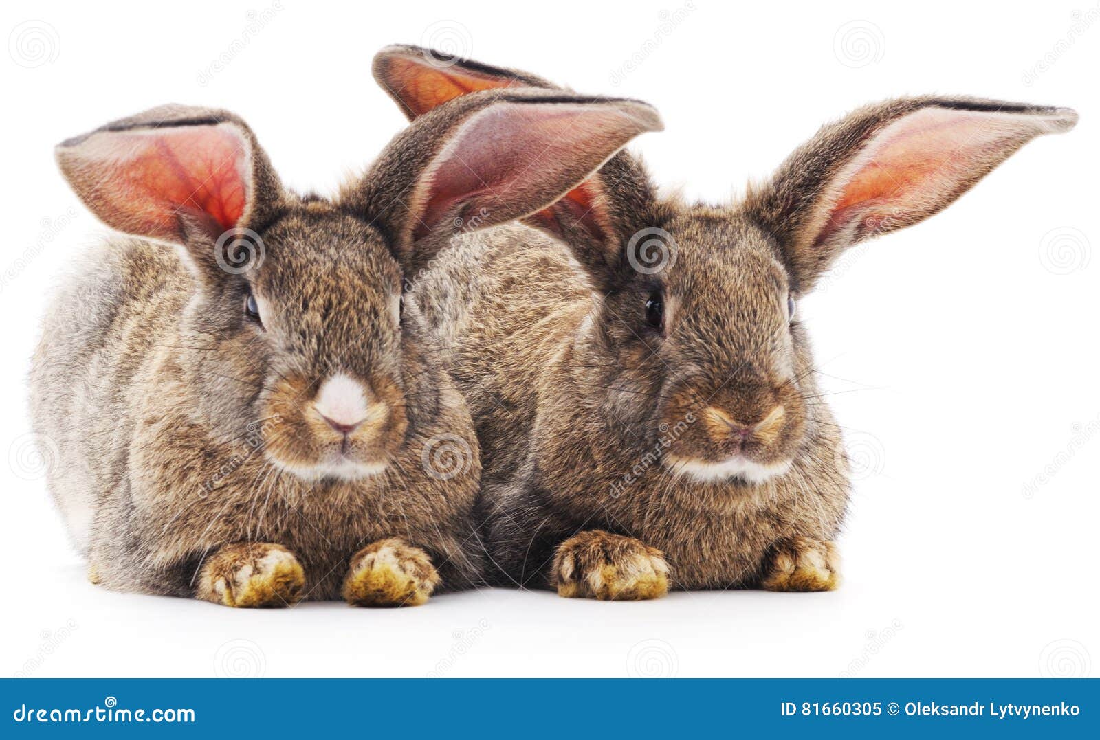 Two rabbits. stock image. Image of rabbits, easter, animals - 81660305