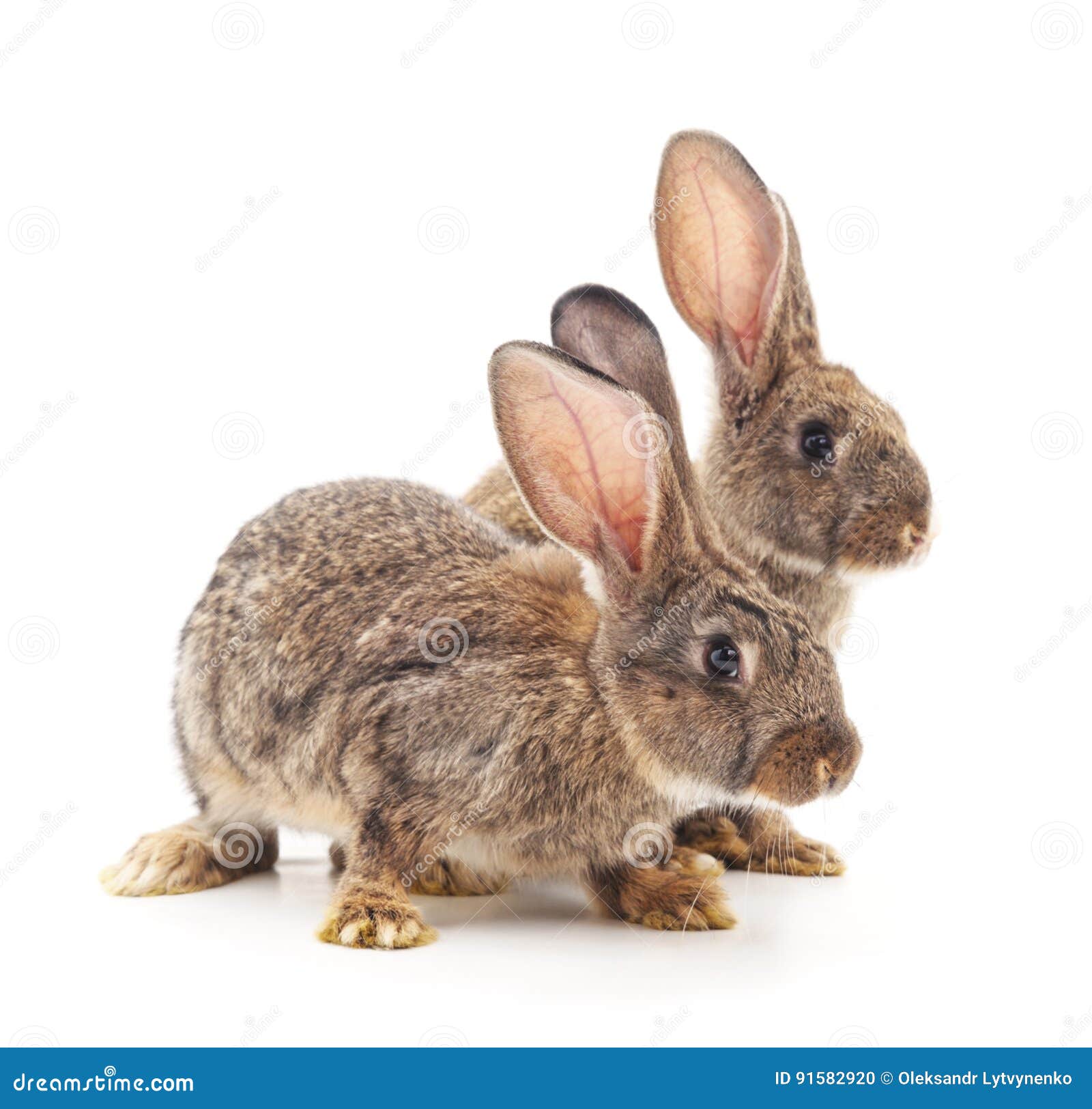 Two rabbits. stock photo. Image of full, rabbits, living - 91582920