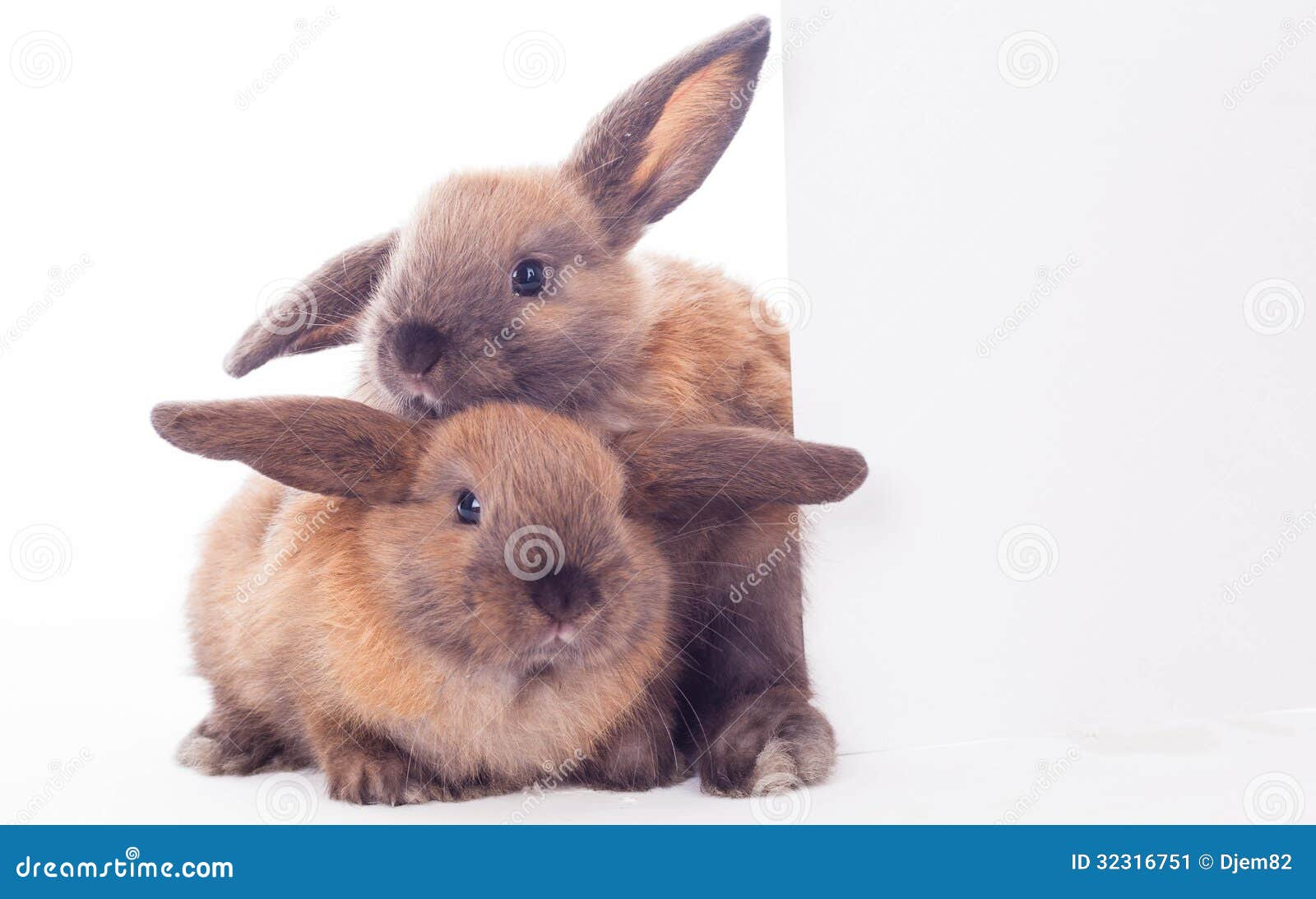 Two Rabbits with White Banner. Stock Image - Image of livestock, huddle ...