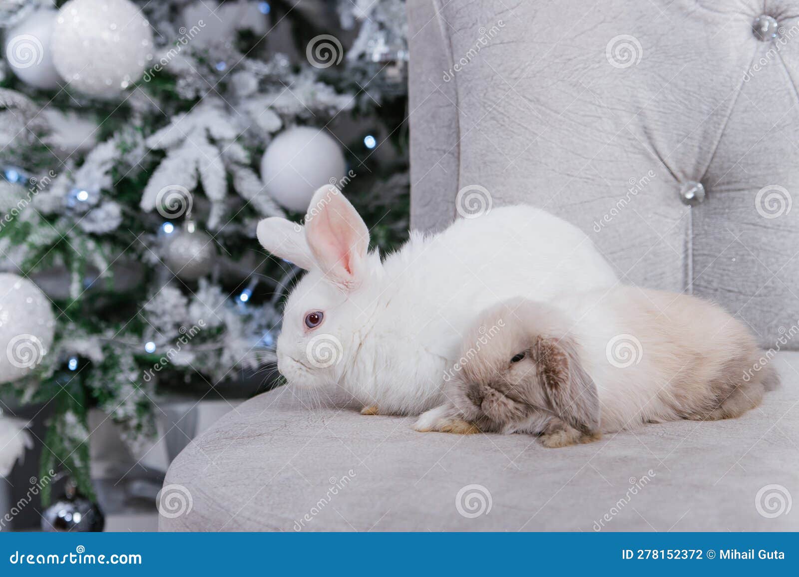 Two Rabbits, White and Lop-eared, are Sitting on a Sofa Against the ...