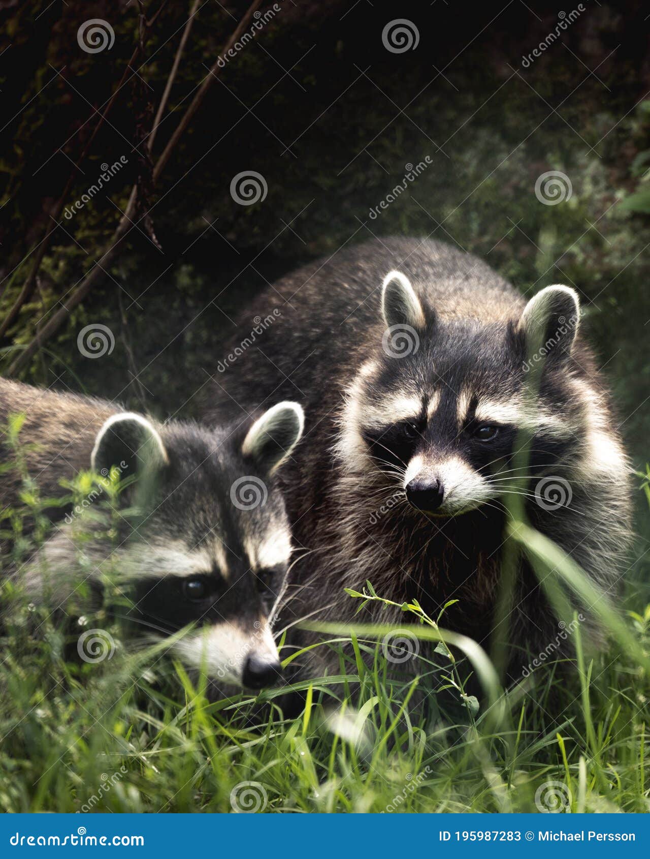 Two Raccons Sitting Still in the Green Grass Stock Image - Image of ...