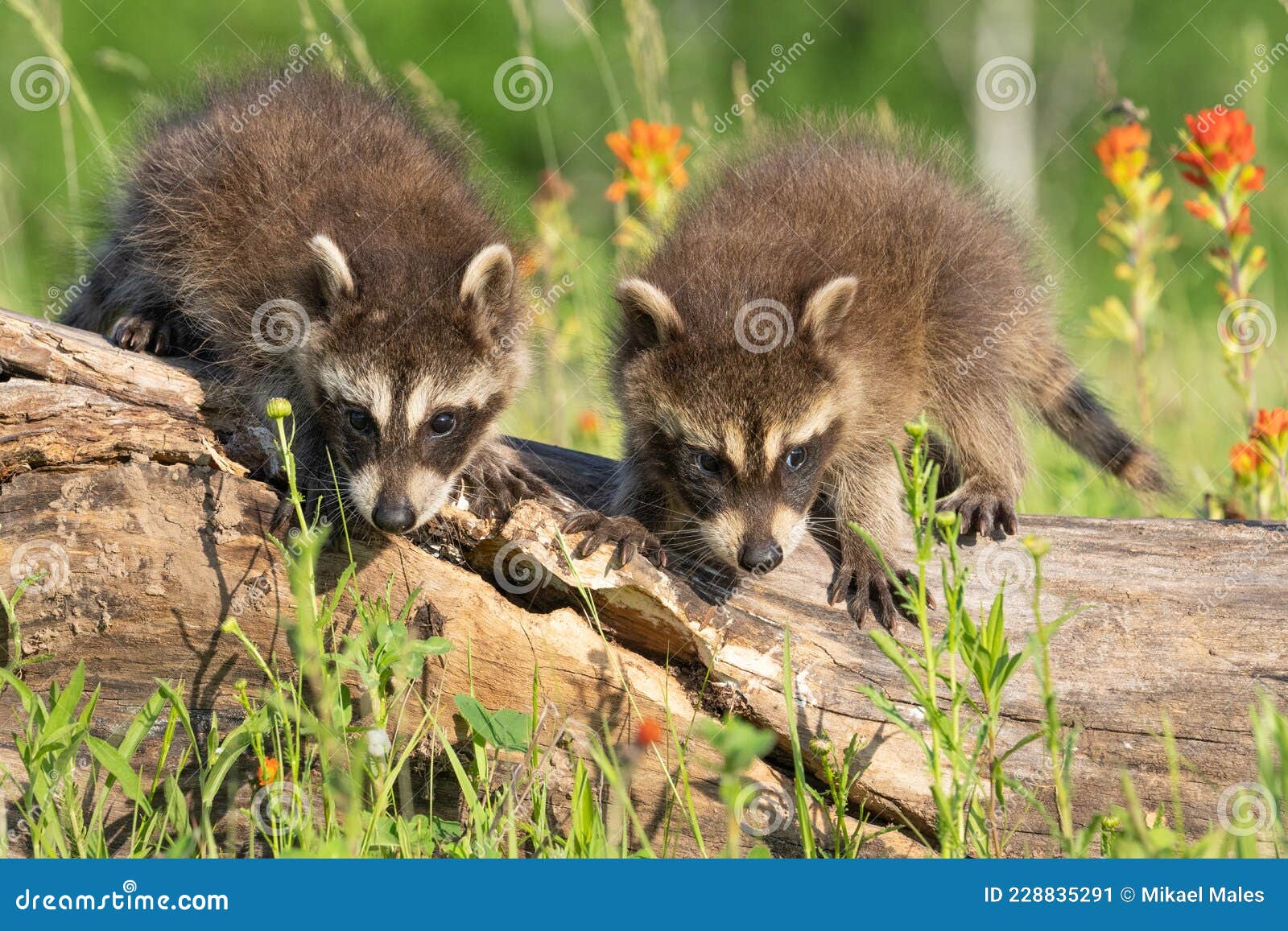Two Raccoon Pups Exploring Their Environment Stock Image - Image of ...