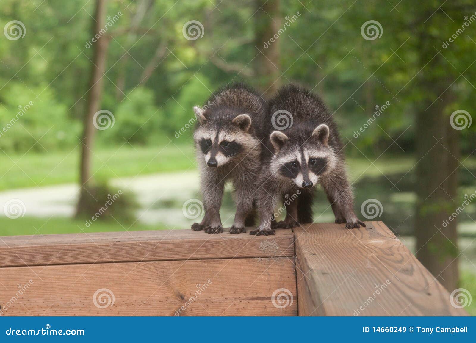 Two raccoons stock image. Image of outdoors, rodent, cute - 14660249