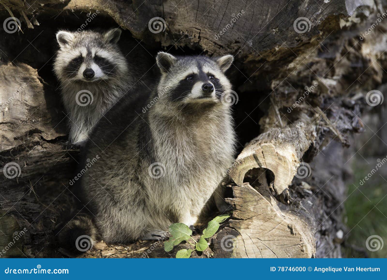 Two raccoons in nest stock photo. Image of black, alone - 78746000