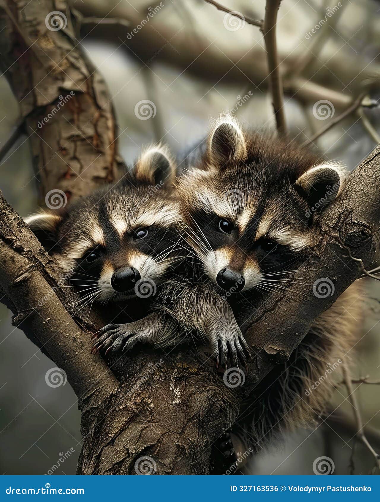 Two Raccoons are Sitting in a Tree Stock Photo - Image of couple ...