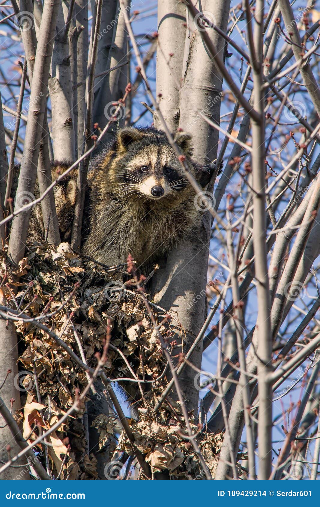 Raccoons in a tree stock photo. Image of animal, cute - 109429214