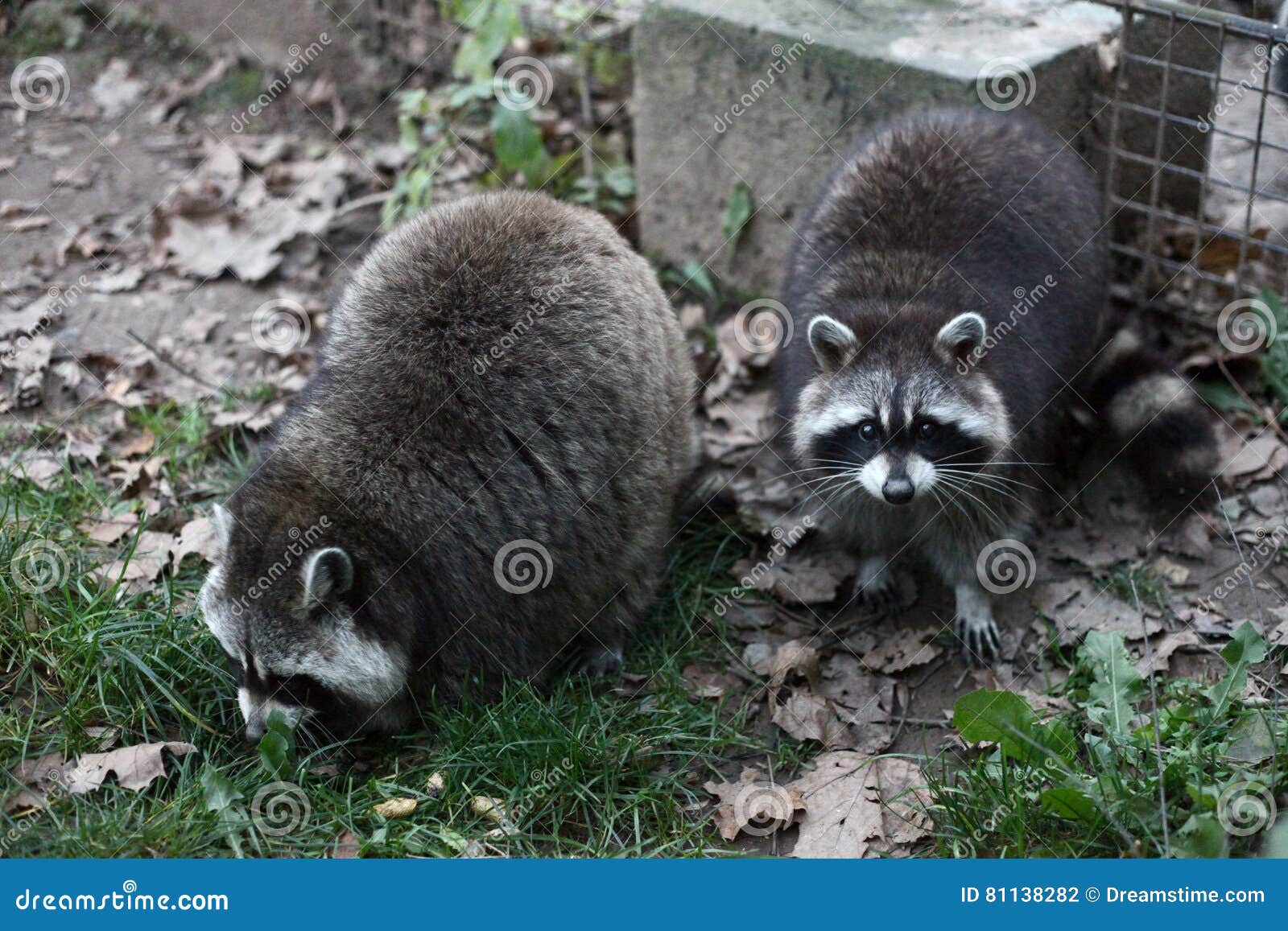 Two raccoons stock photo. Image of autumn, animal, longhaired - 81138282