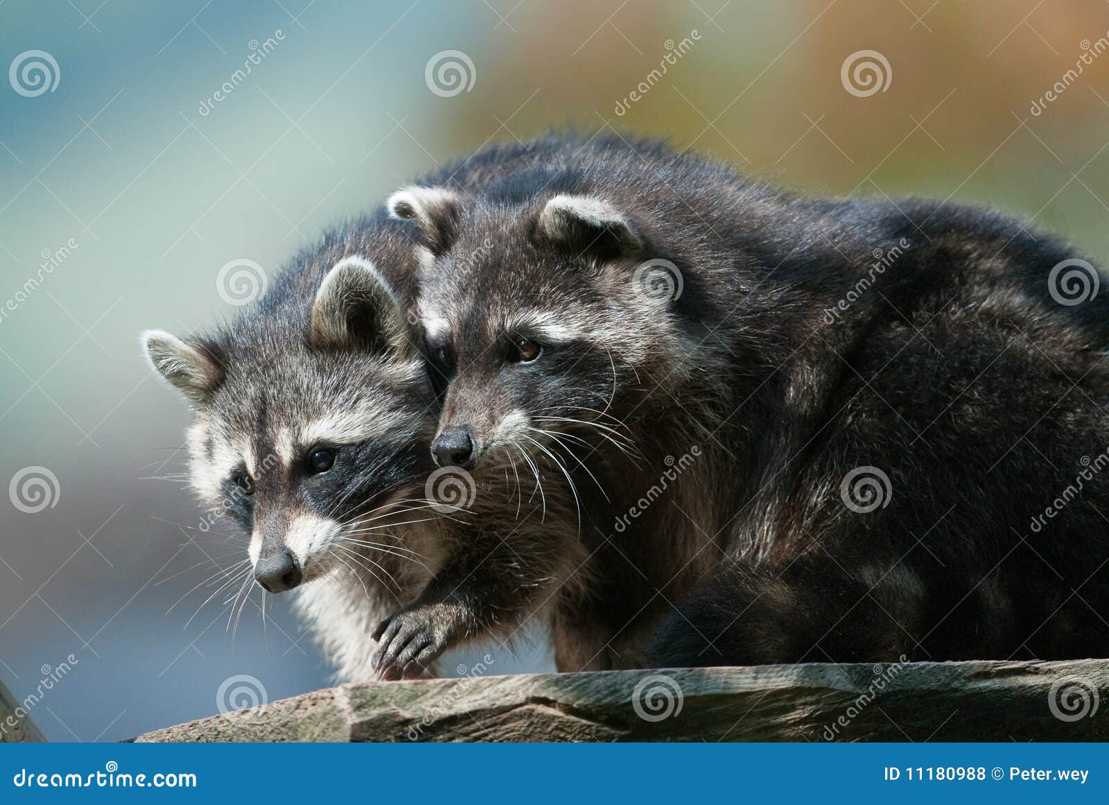 Two racoons stock photo. Image of racoon, funny, cute - 11180988