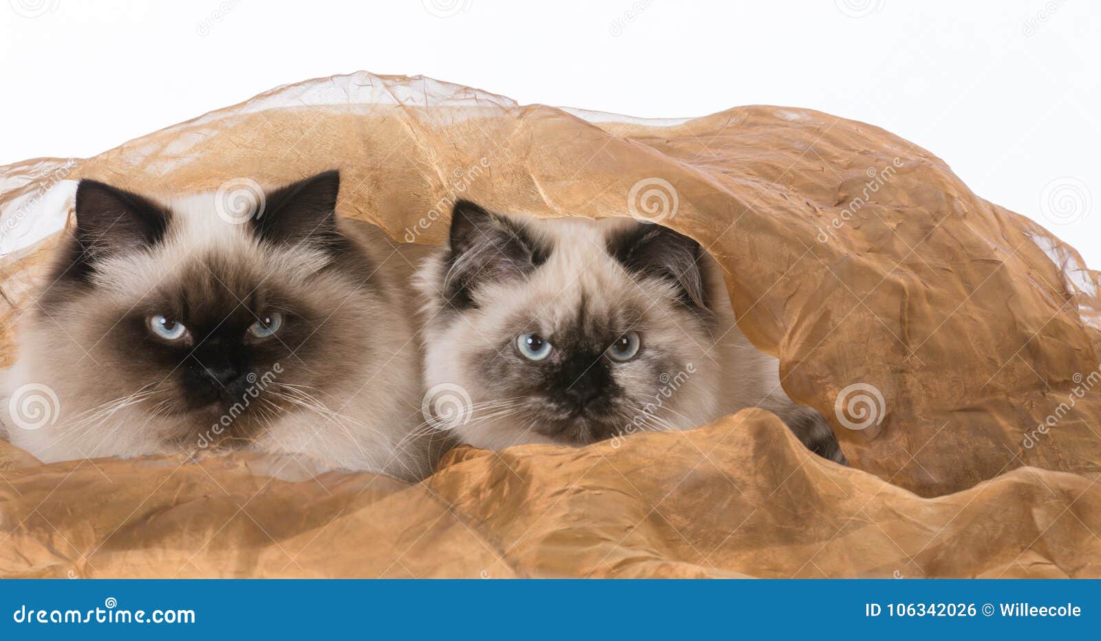 Two ragdoll cats stock photo. Image of ragdoll, feline - 106342026