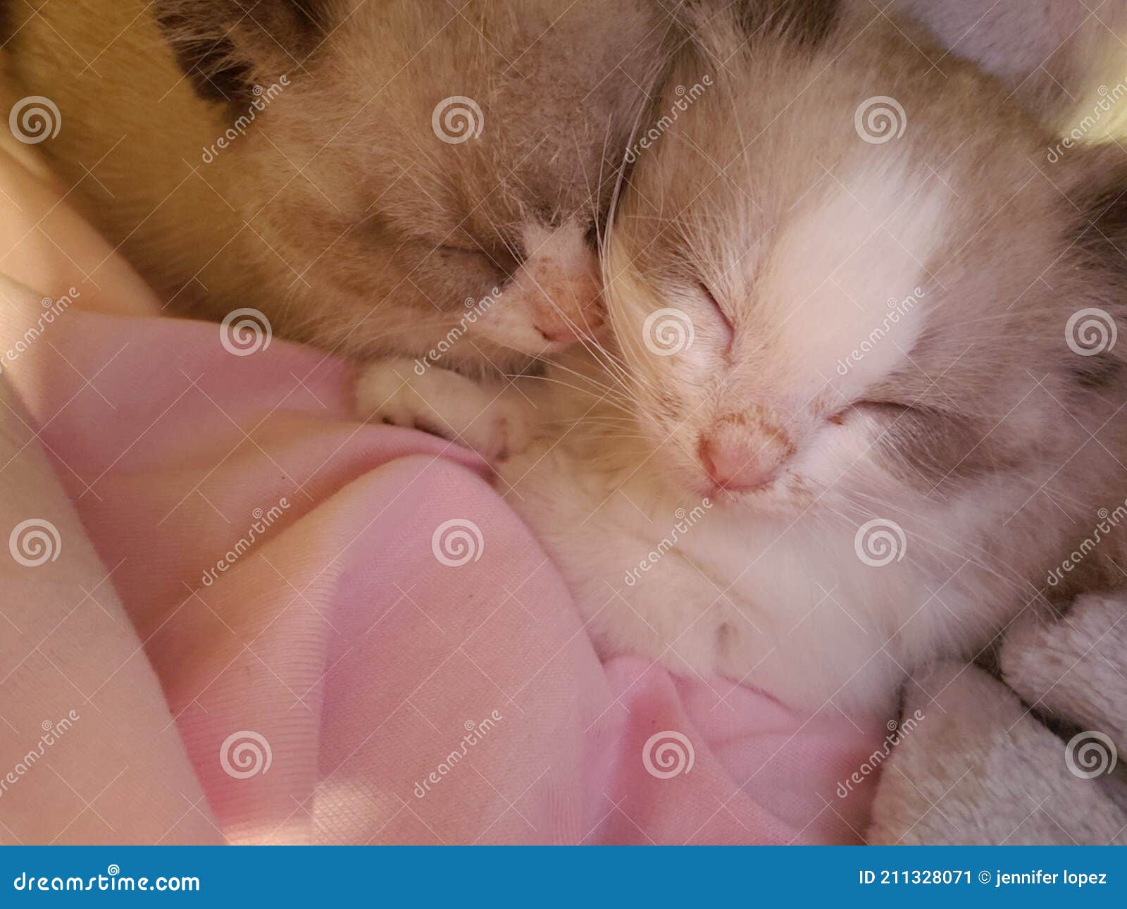 Two ragdoll kittens stock image. Image of kitten, nose - 211328071