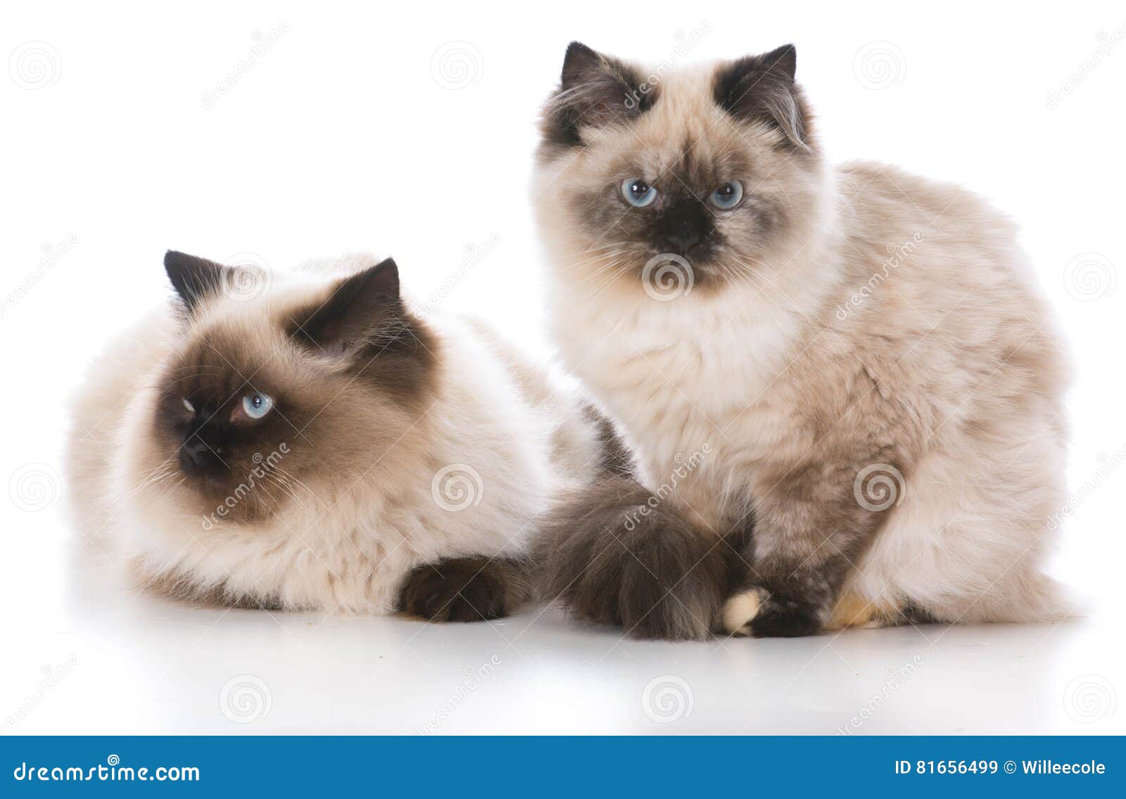 Two ragdoll kittens stock image. Image of sitting, isolated - 81656499