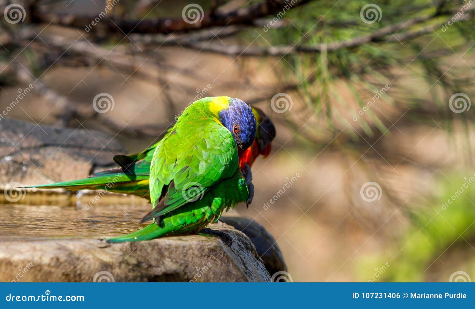 Two Rainbow Lorikeets Preening at the Edge of the Bird Bath Stock Photo ...