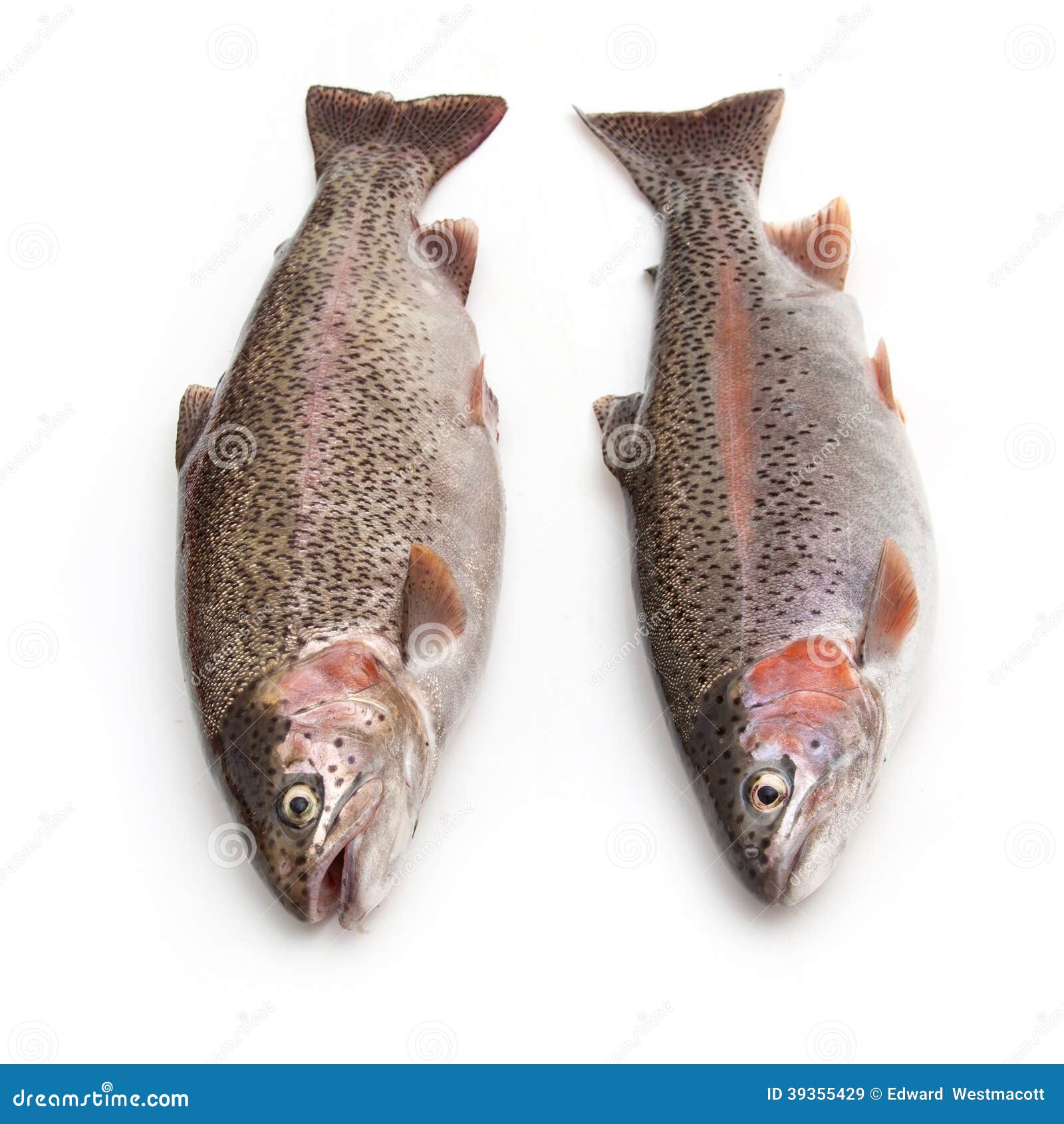 Two rainbow trout stock image. Image of couple, freshwater - 39355429