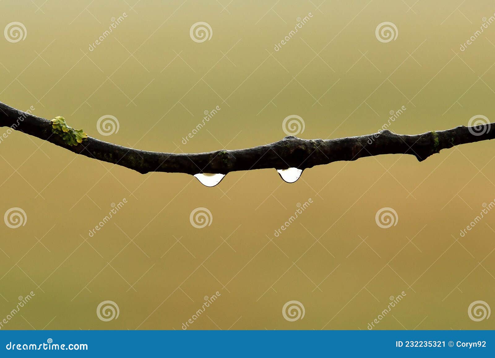 Two Raindrop on a Tree Branch, Yellow-green Background Stock Image ...