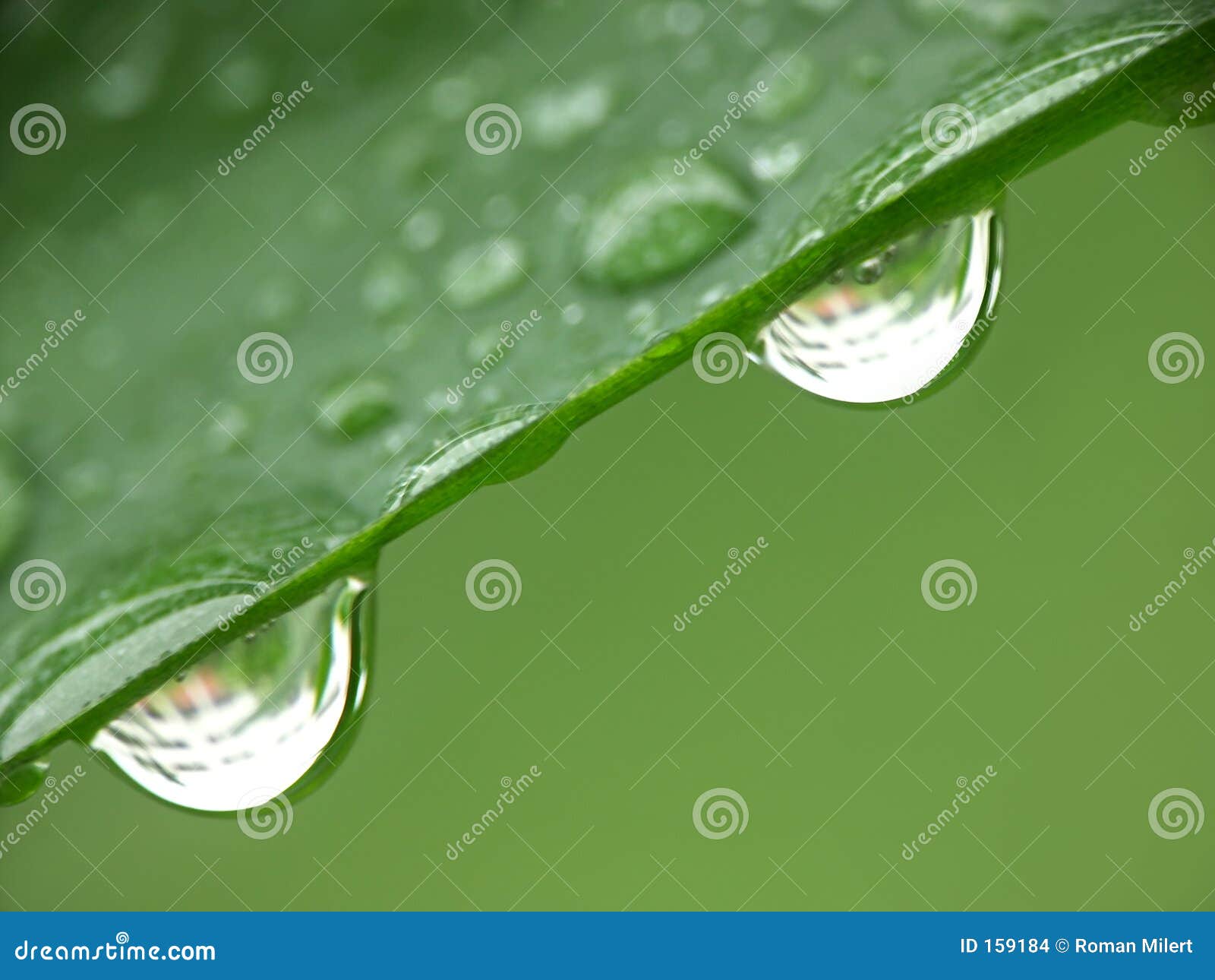 Two raindrops stock photo. Image of bubble, leaf, fresh - 159184