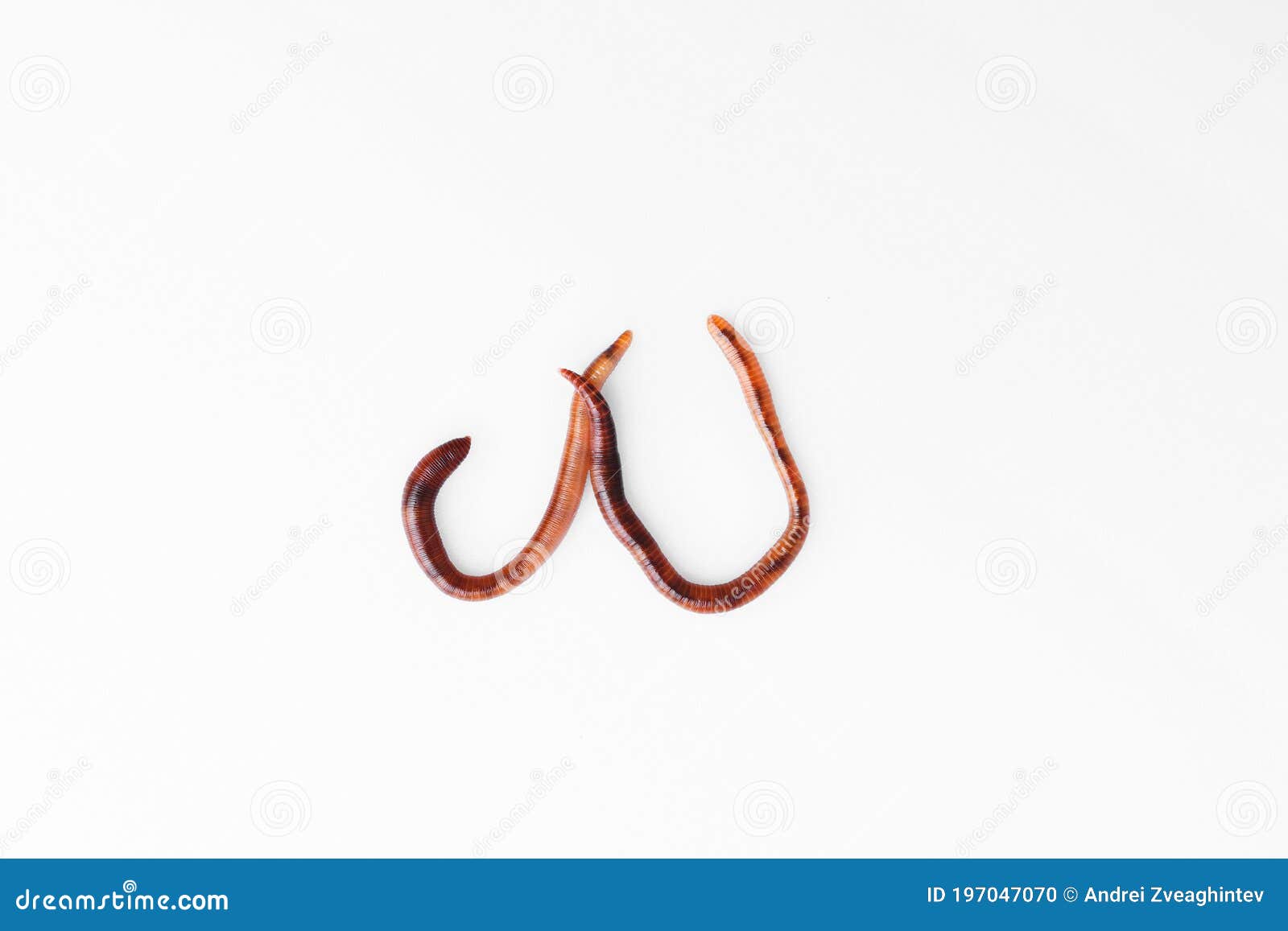 Two rainworms on white stock photo. Image of studio - 197047070