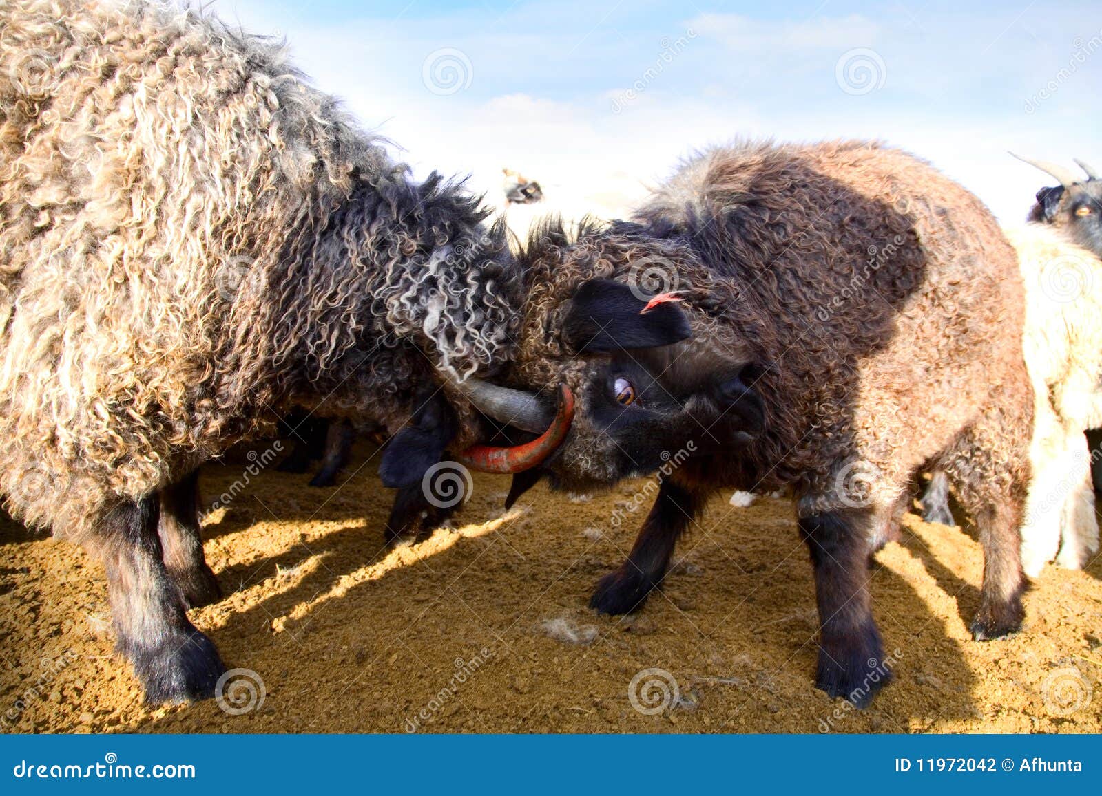 Two rams butting stock photo. Image of furious, love - 11972042