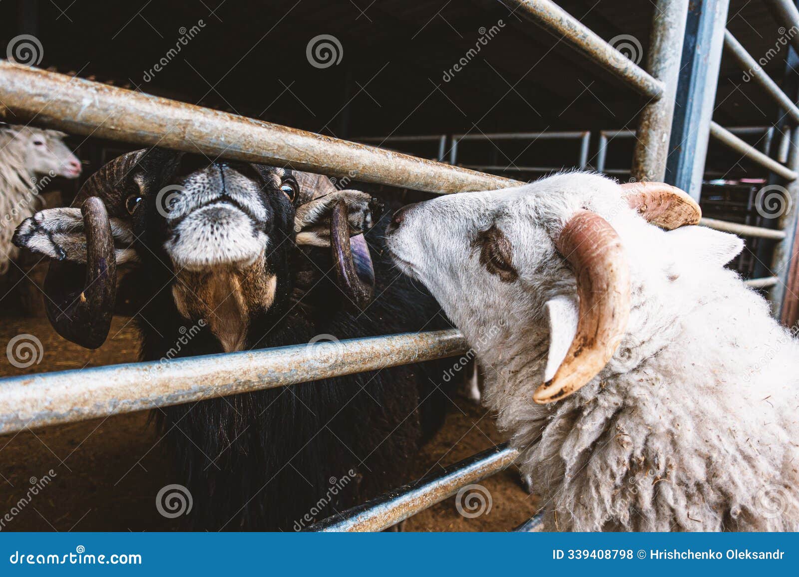 Two Rams on Different Sides of the Barrier Communicate with Each Other ...
