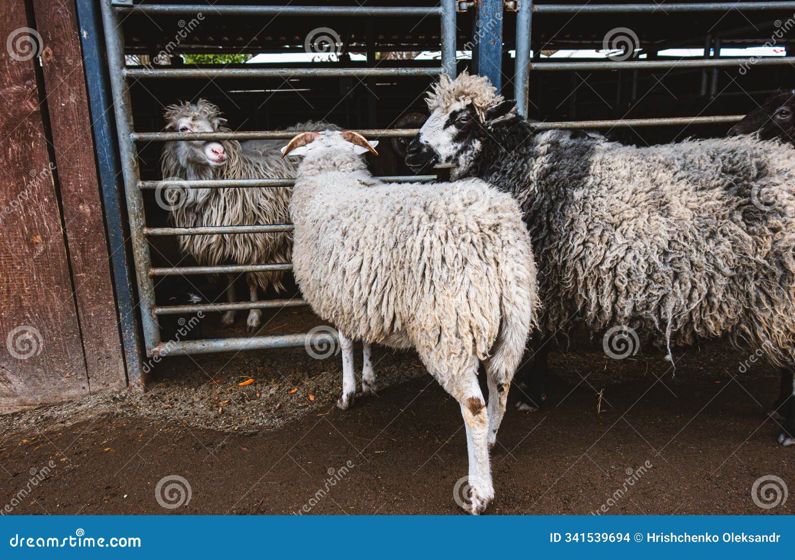 Two Rams Stand in a Cage with Other Rams and Communicate Stock Photo ...